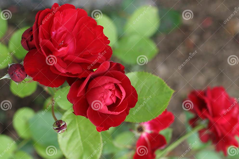 Red Roses stock photo. Image of beauty, full, colorful - 3210512