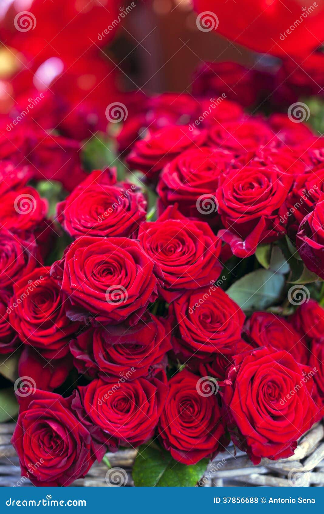 Red roses stock photo. Image of decoration, color, girl - 37856688