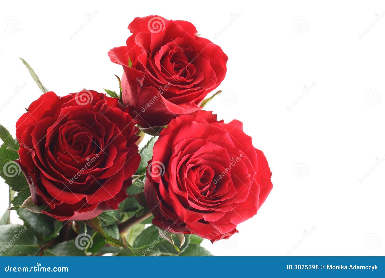 Red roses stock photo. Image of gift, vibrant, gorgeous - 3825398