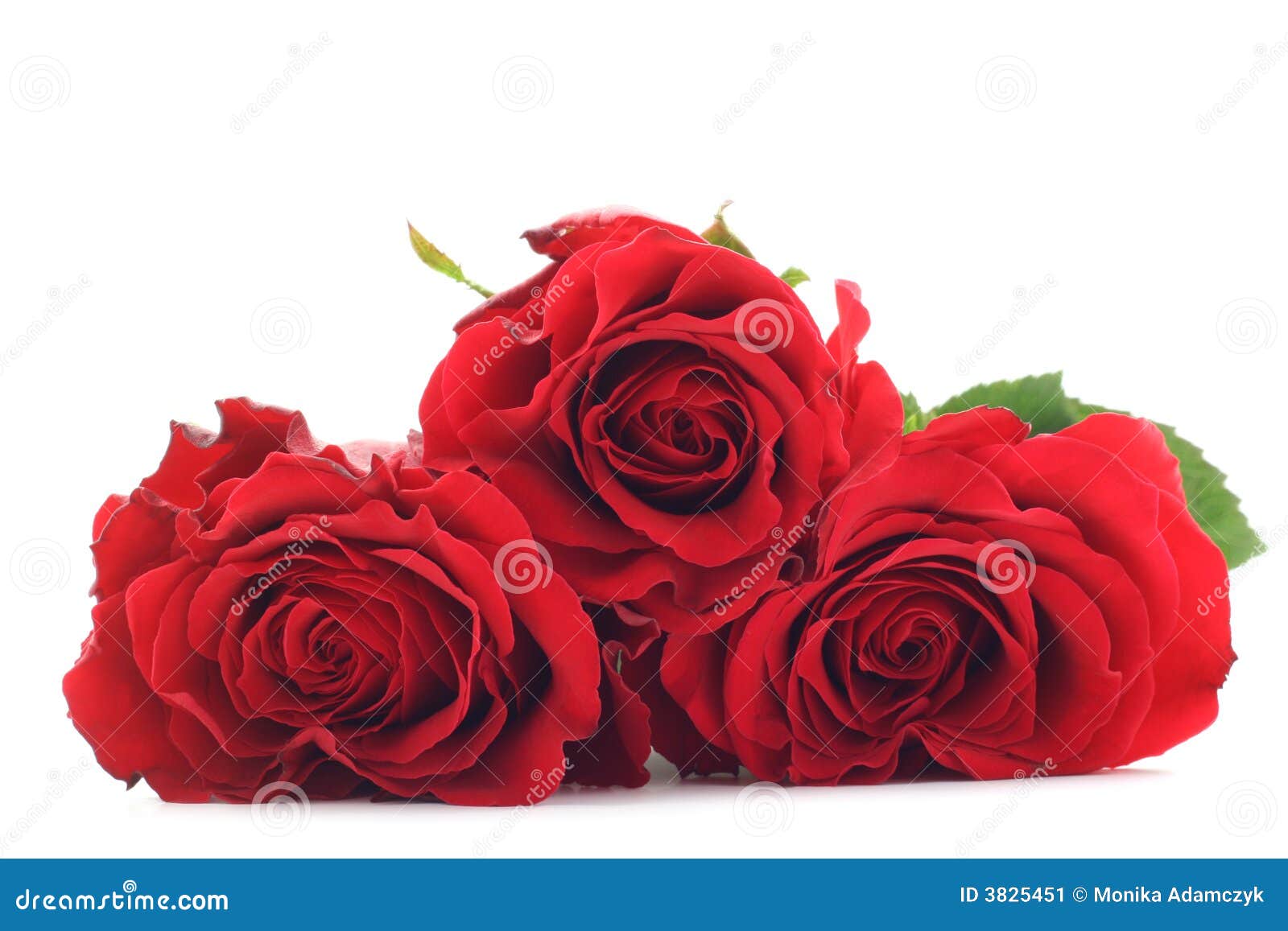 Red roses stock image. Image of vibrant, three, invitation - 3825451