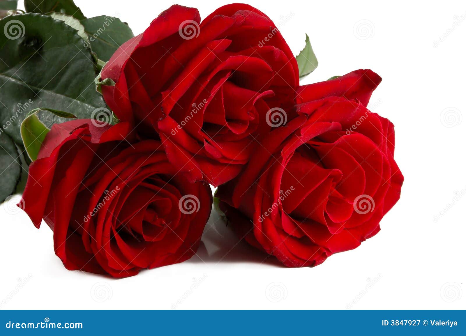 Red roses stock image. Image of blossom, morning, nature - 3847927
