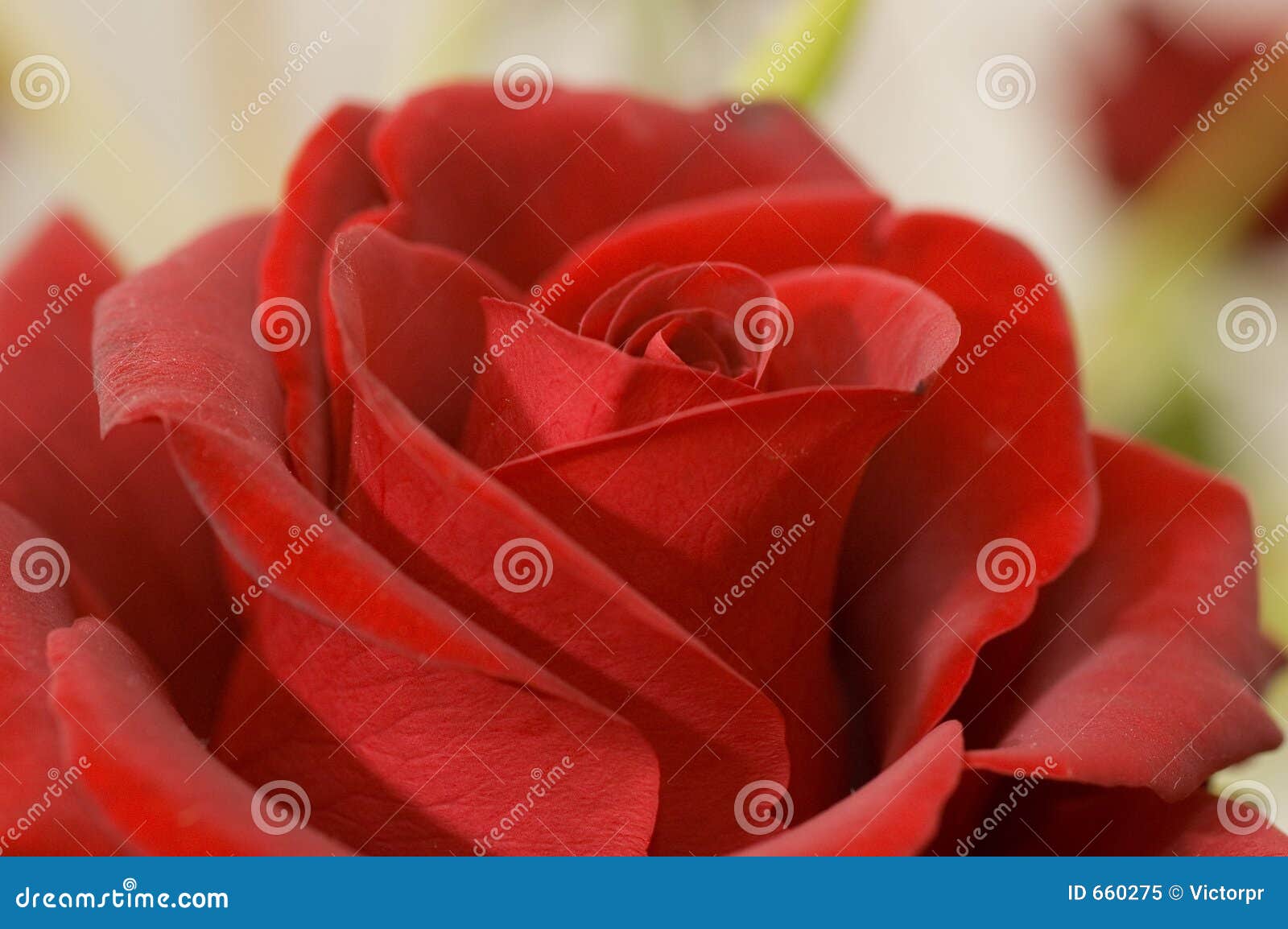 3,248 Jewel Roses Stock Photos - Free & Royalty-Free Stock Photos from ...