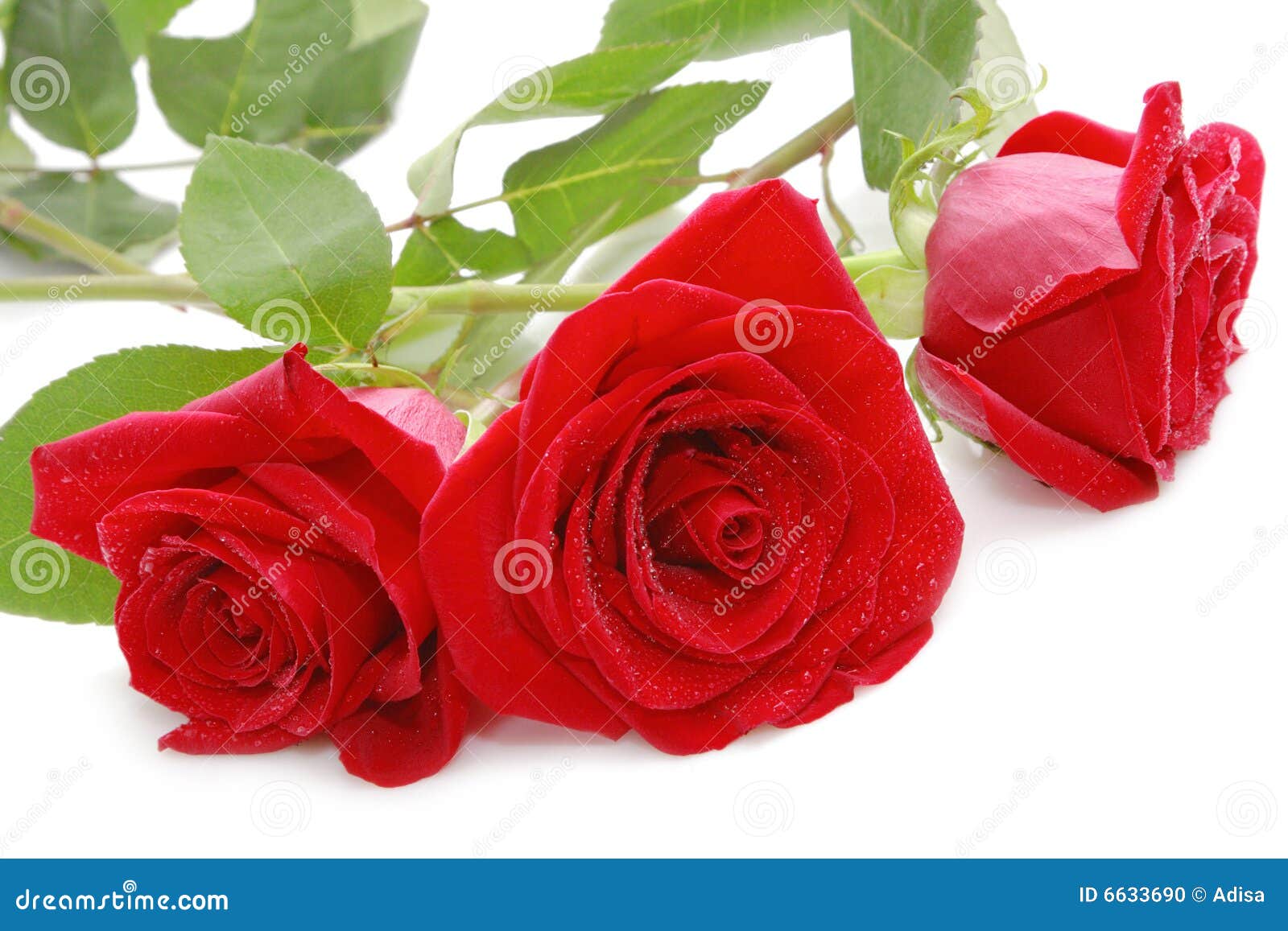 Red roses stock photo. Image of holiday, gift, flower - 6633690