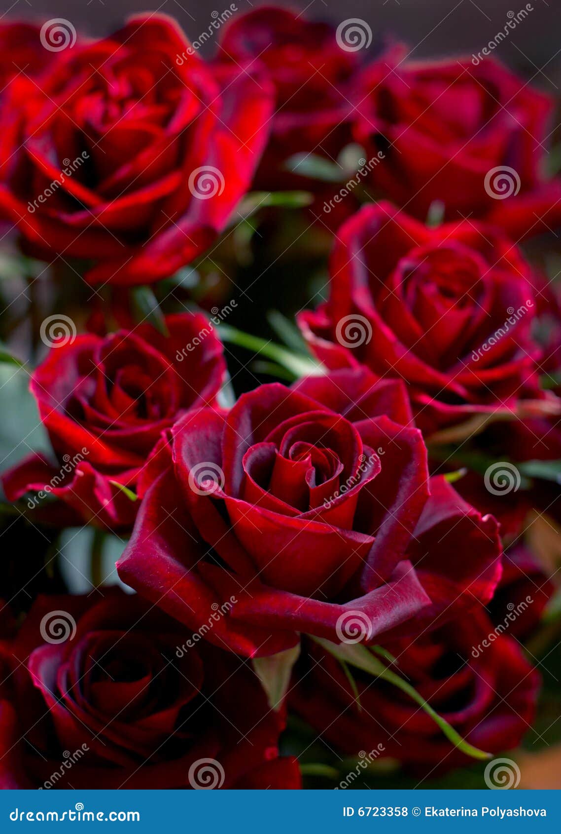 Red roses stock photo. Image of romance, gift, sweetheart - 6723358