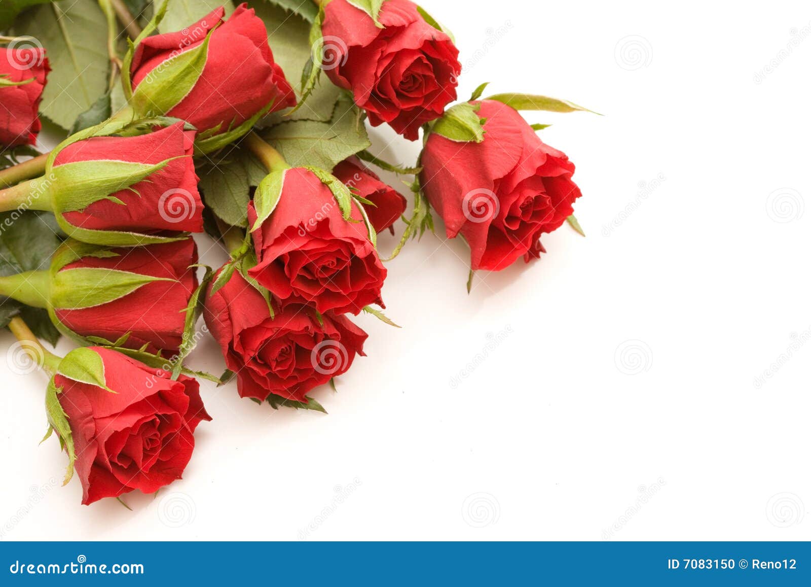 Red roses stock photo. Image of blooming, pure, flower - 7083150