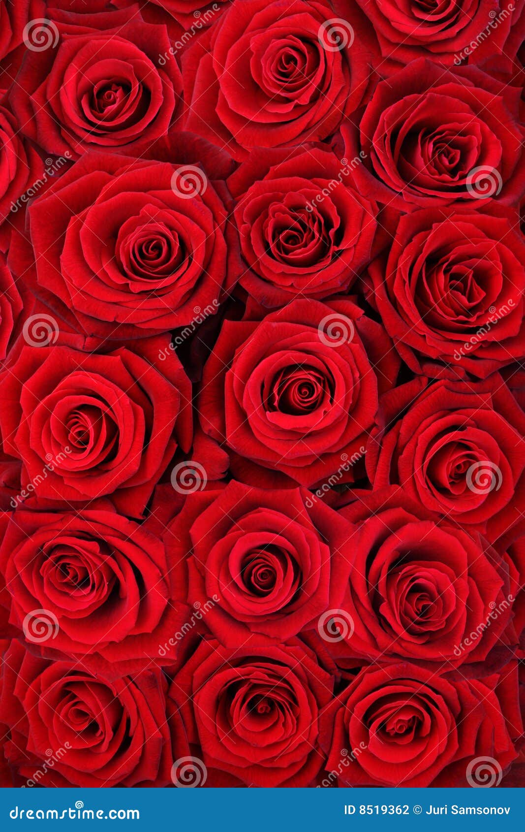 Red roses. stock photo. Image of group, floral, macro - 8519362