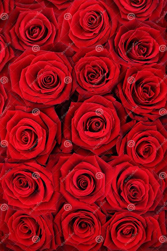 Red roses. stock photo. Image of group, floral, macro - 8519362