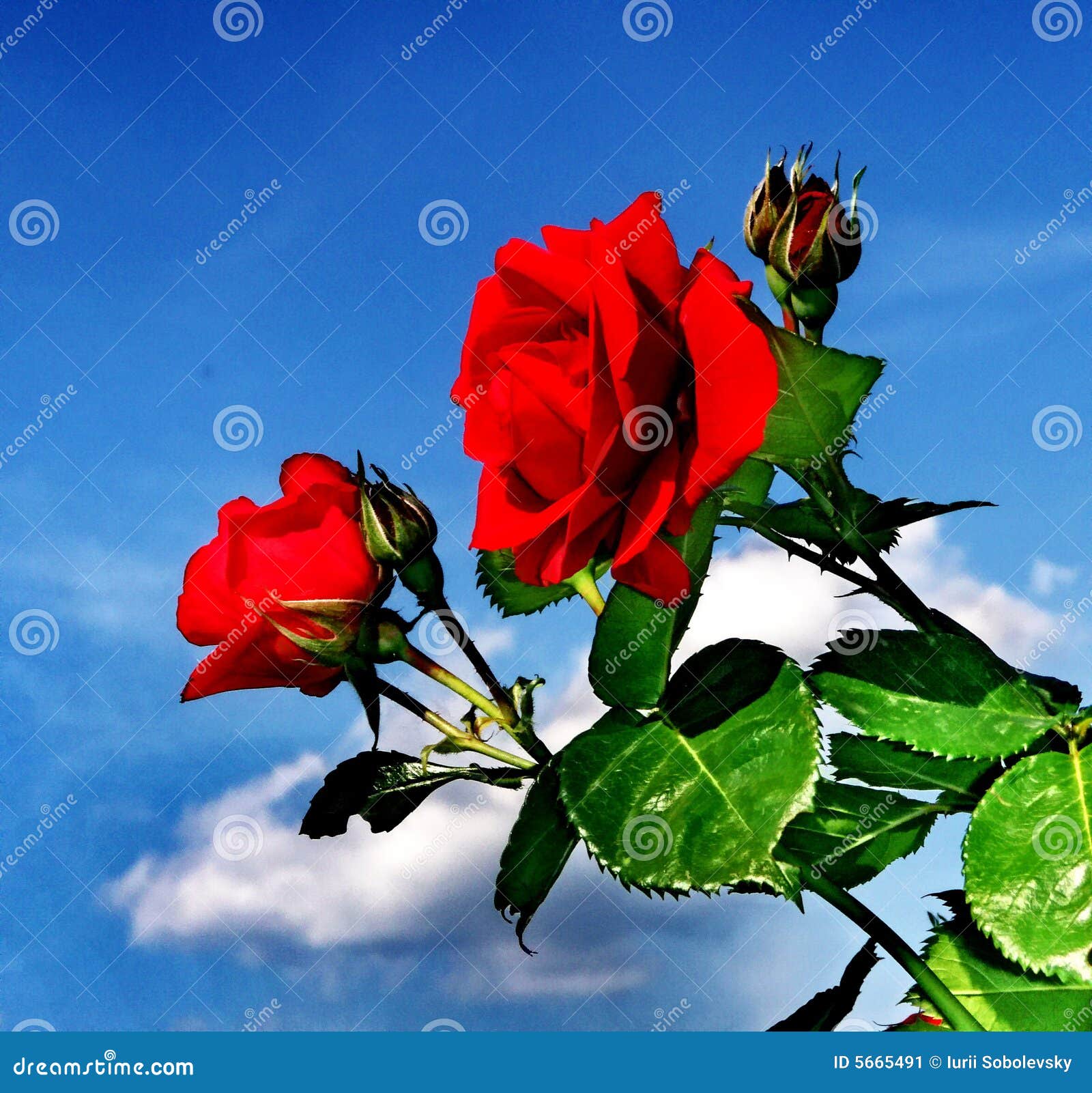 Red Roses Against a Backdrop of Blue Sky Stock Image - Image of branch ...