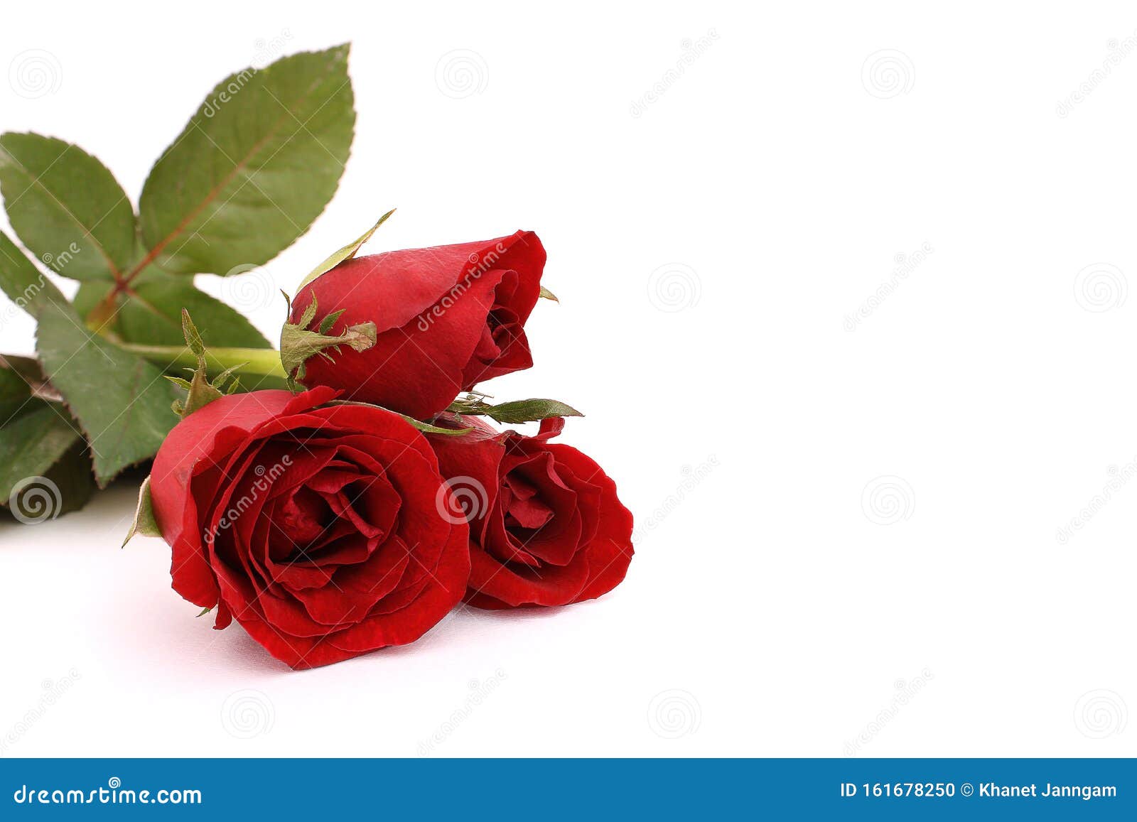 Roses isolated stock photo. Image of green, leaf, close - 161678250