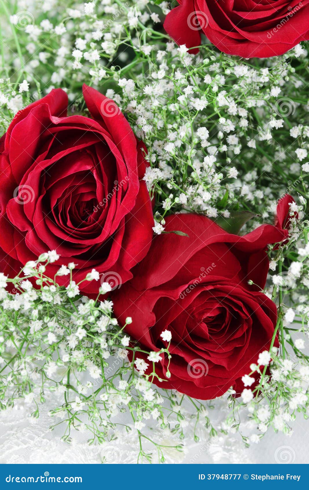 Red Roses And Babys Breath Stock Image | CartoonDealer.com #37948777