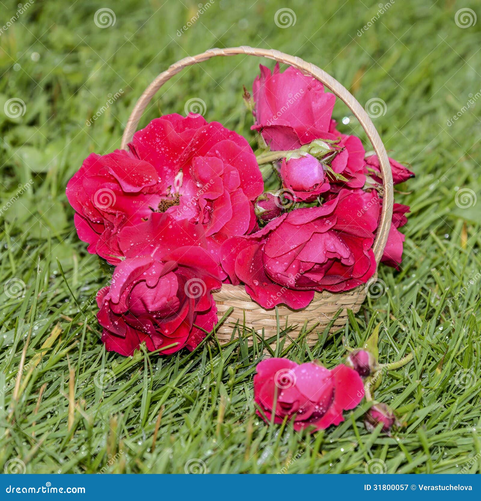 Red roses in a basket stock image. Image of green, gardening - 31800057