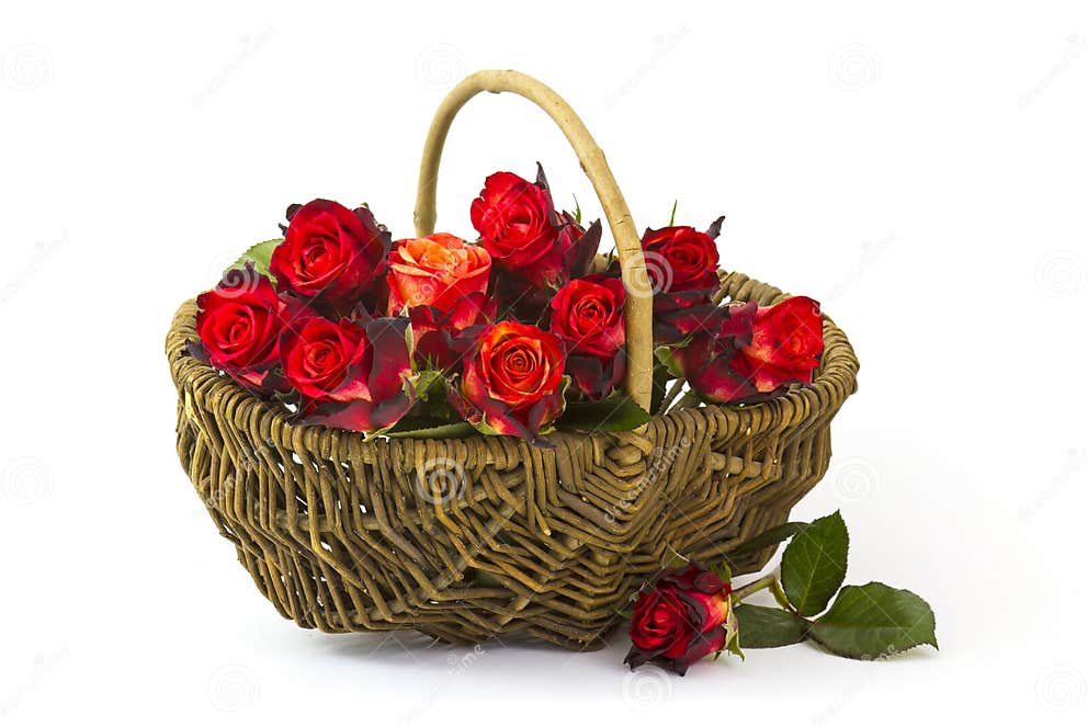 Red roses in a basket stock photo. Image of anniversary - 163193746