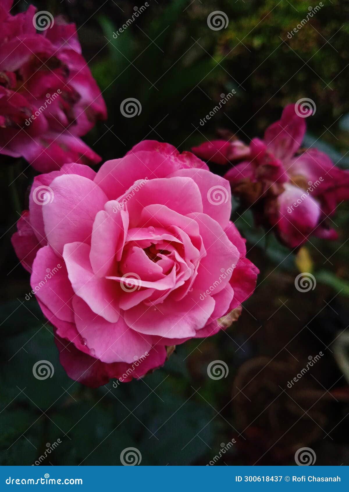 Red Roses are Beautiful and Eye-catching ? Stock Image - Image of roses ...