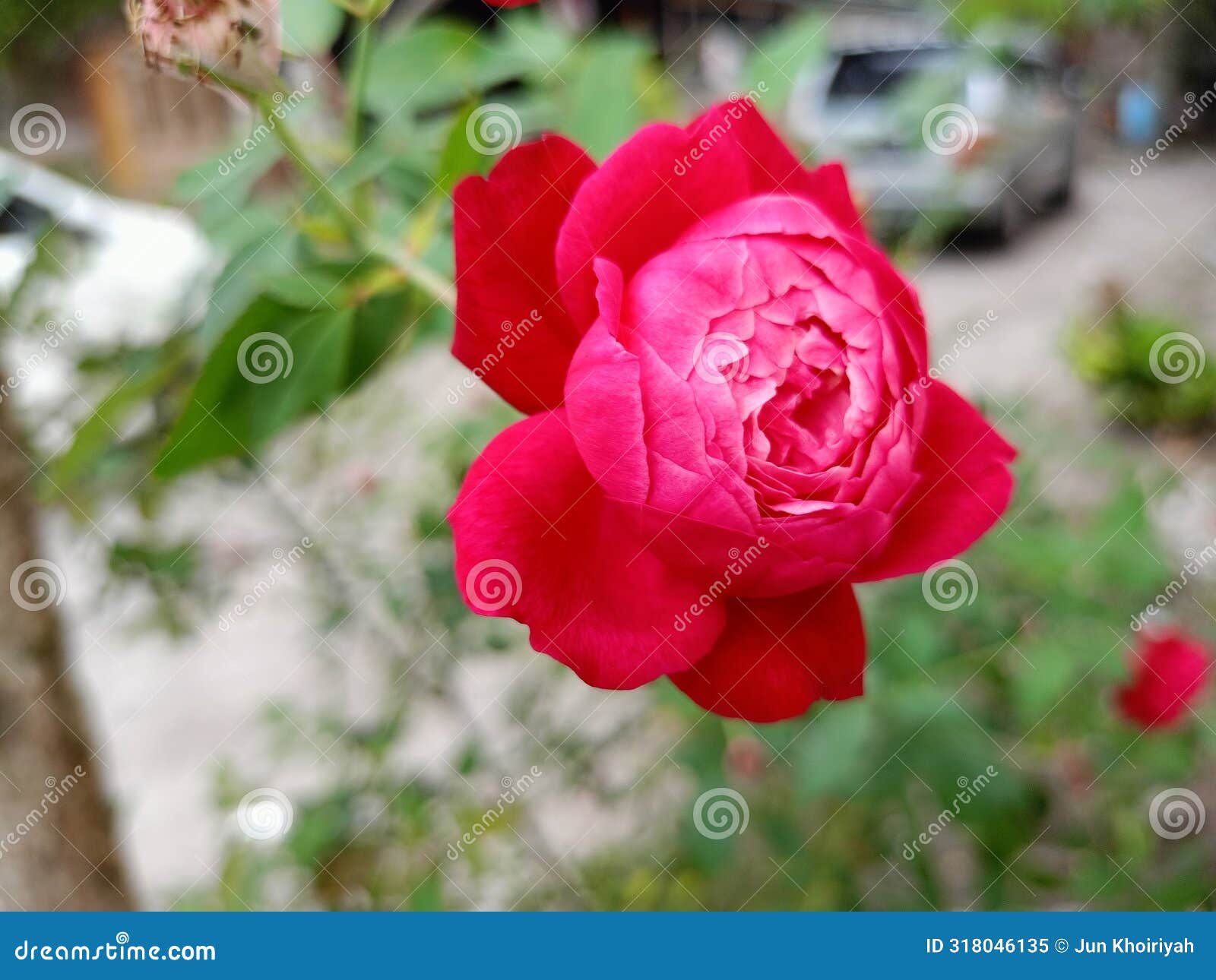 Red Roses Beautiful Grow in the Yard Stock Image - Image of plant, yard ...