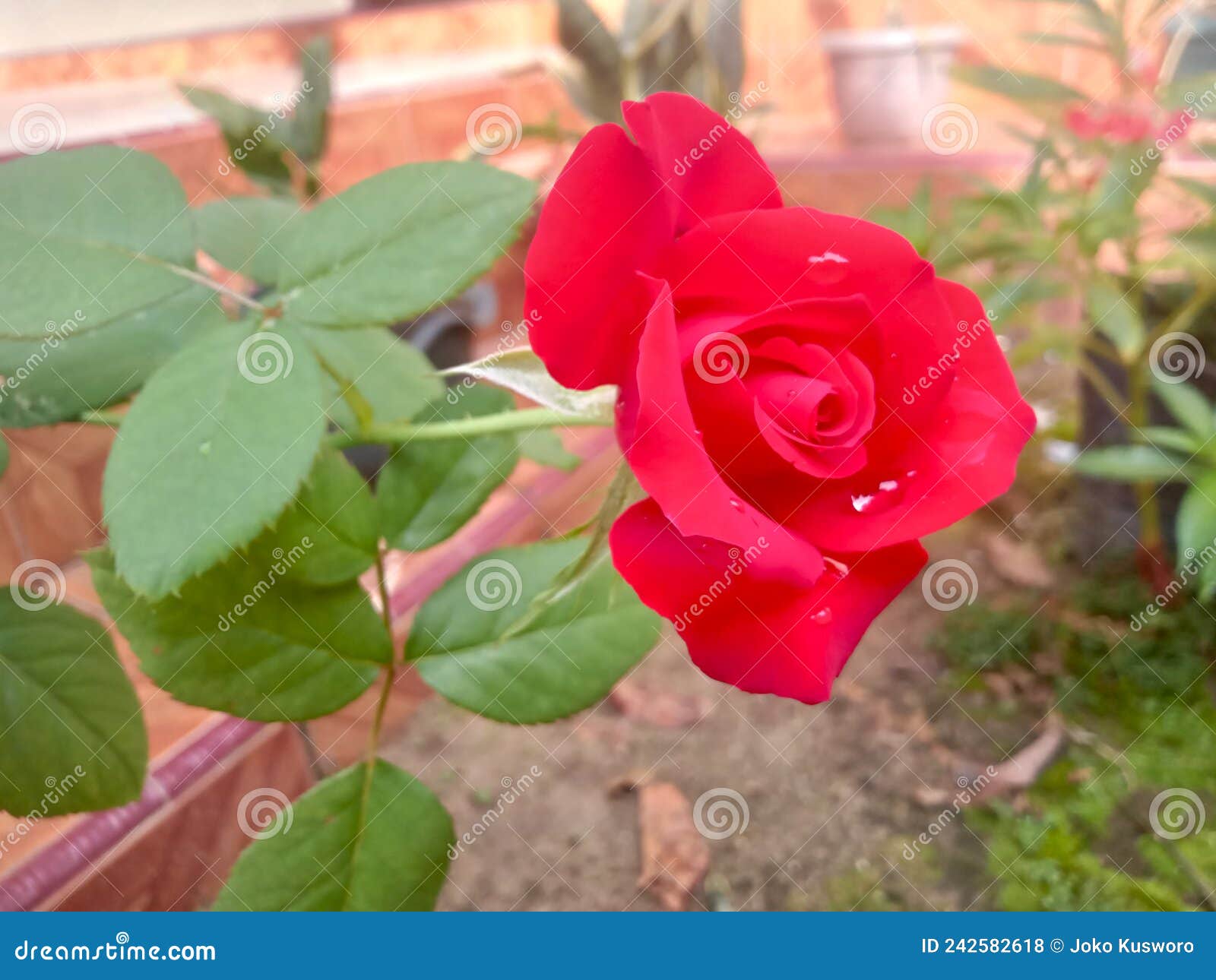 Red Roses are so Beautiful Moving Gently in the Wind Stock Photo ...