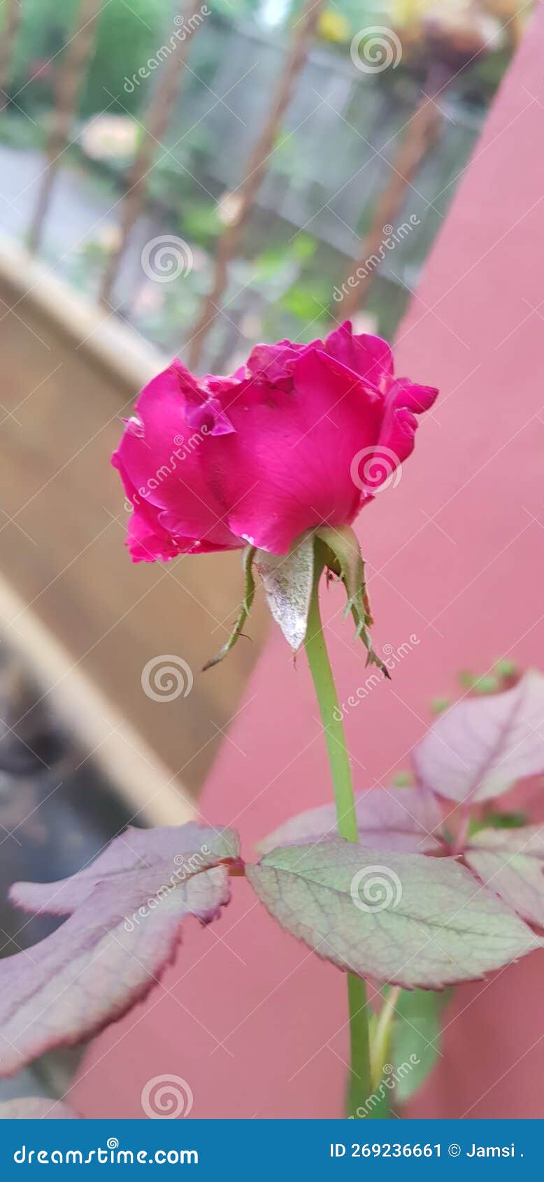 Red roses beauty stock image. Image of shrub, branch - 269236661