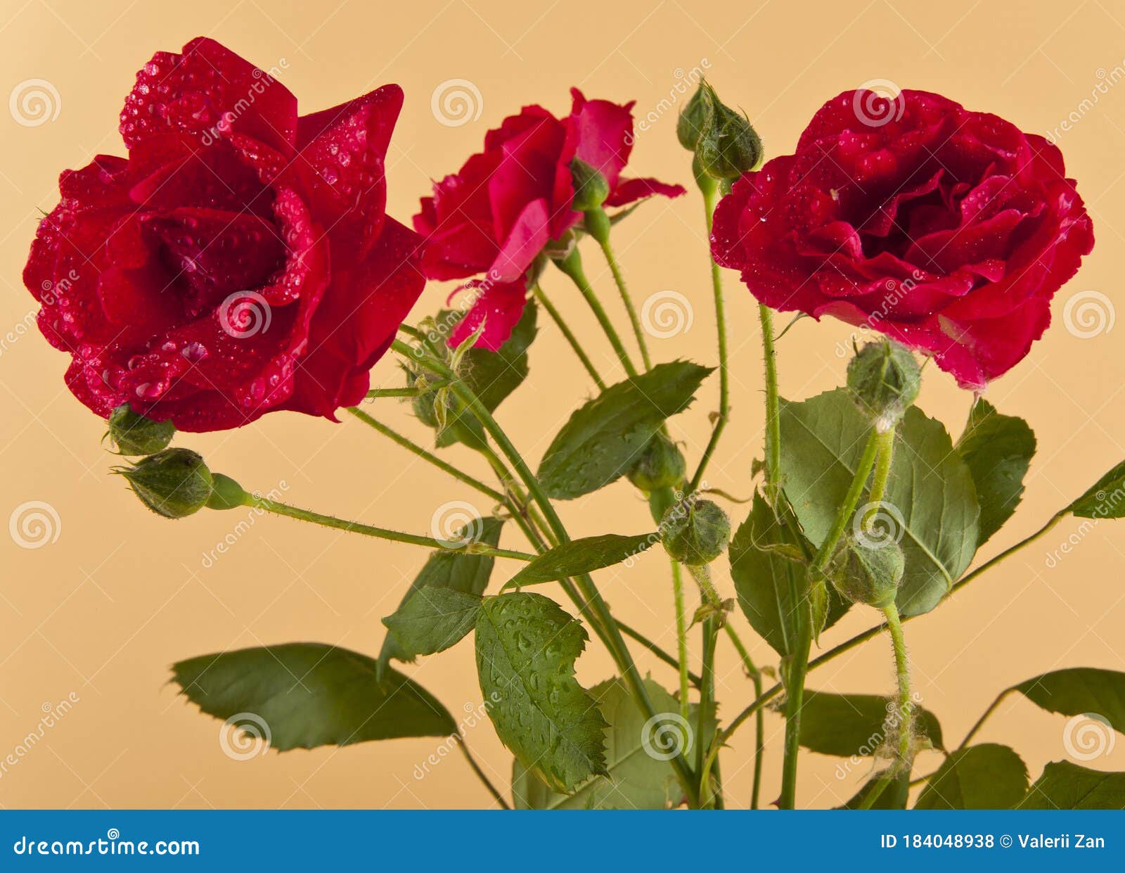 Red Roses on a Beige Background Stock Photo - Image of aged, beige ...