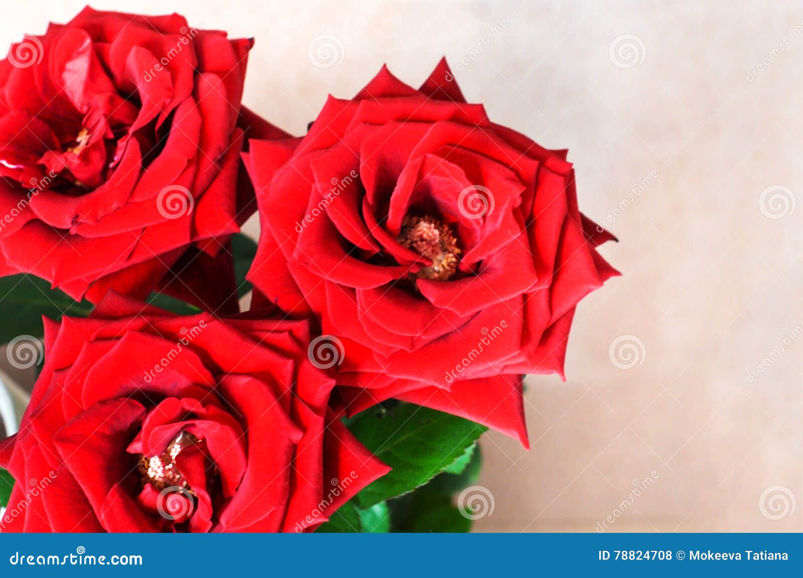 Red roses stock photo. Image of beige, beauty, florist - 78824708