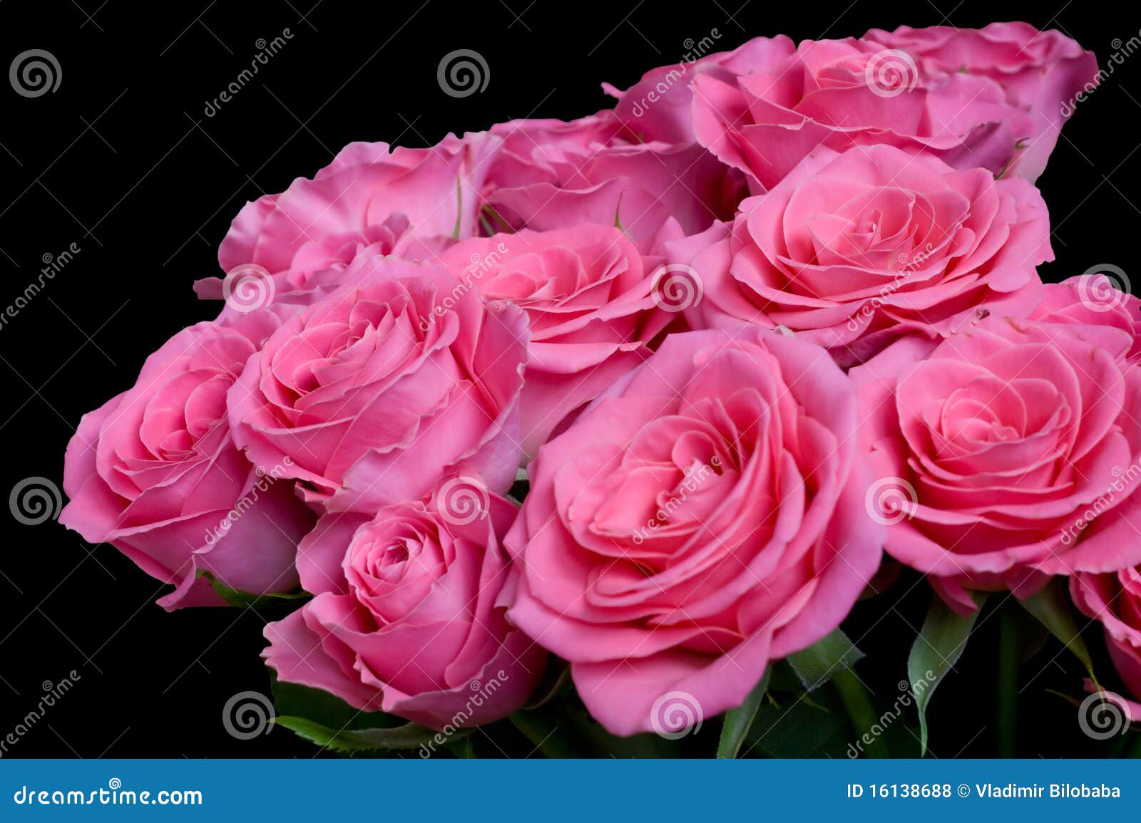 Red Roses on black stock photo. Image of black, plant - 16138688