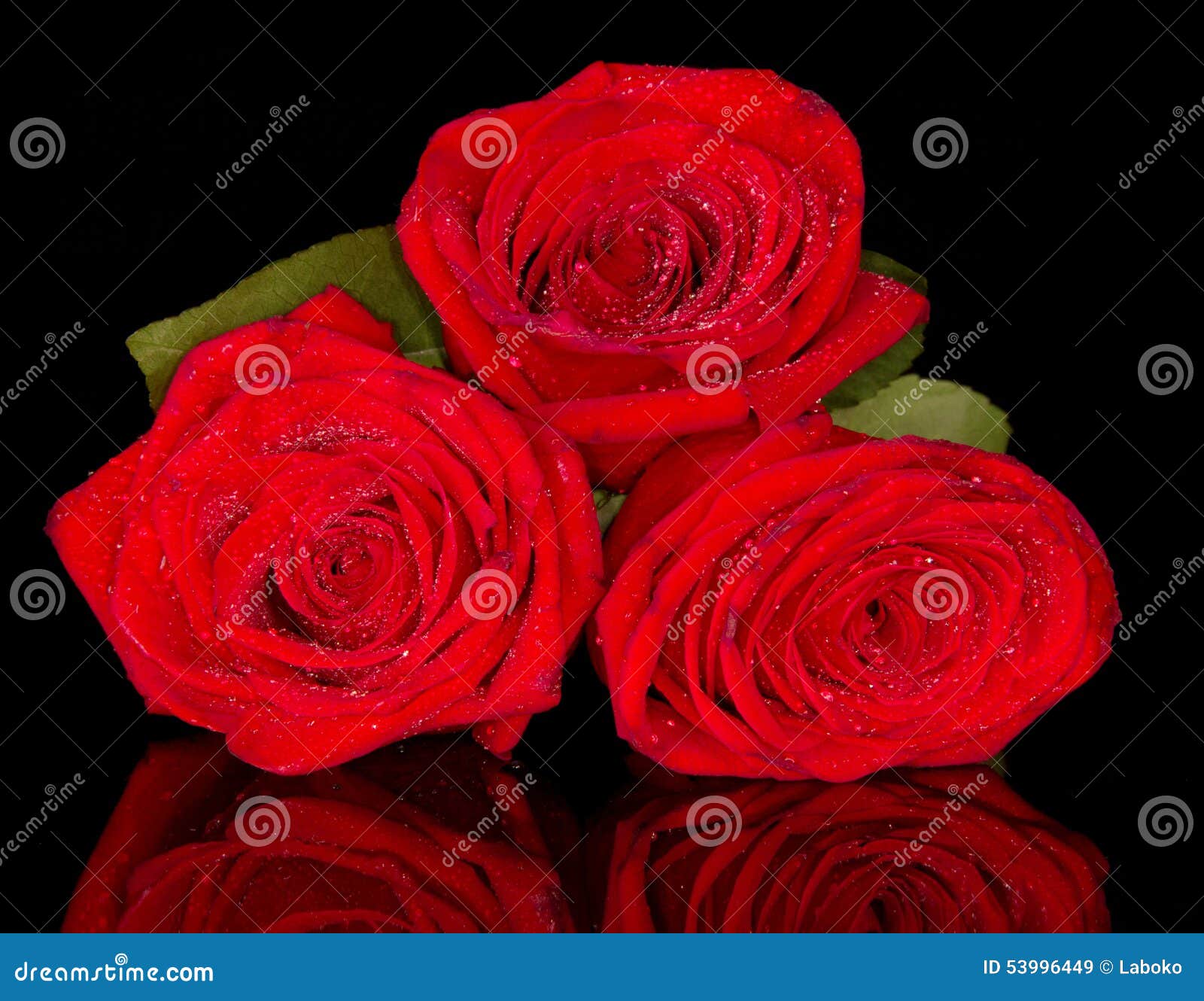 Red roses on black stock image. Image of bloom, birthday - 53996449