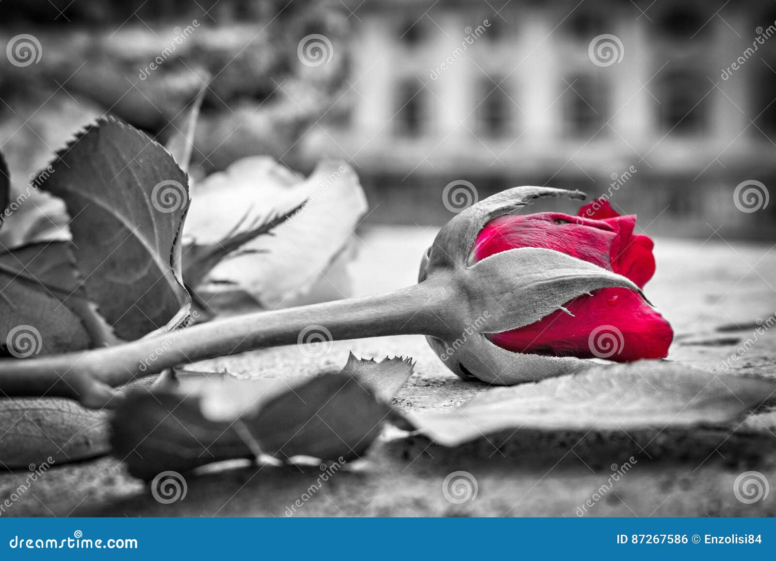 Red Roses in Black and White Stock Photo - Image of road, fragrance ...