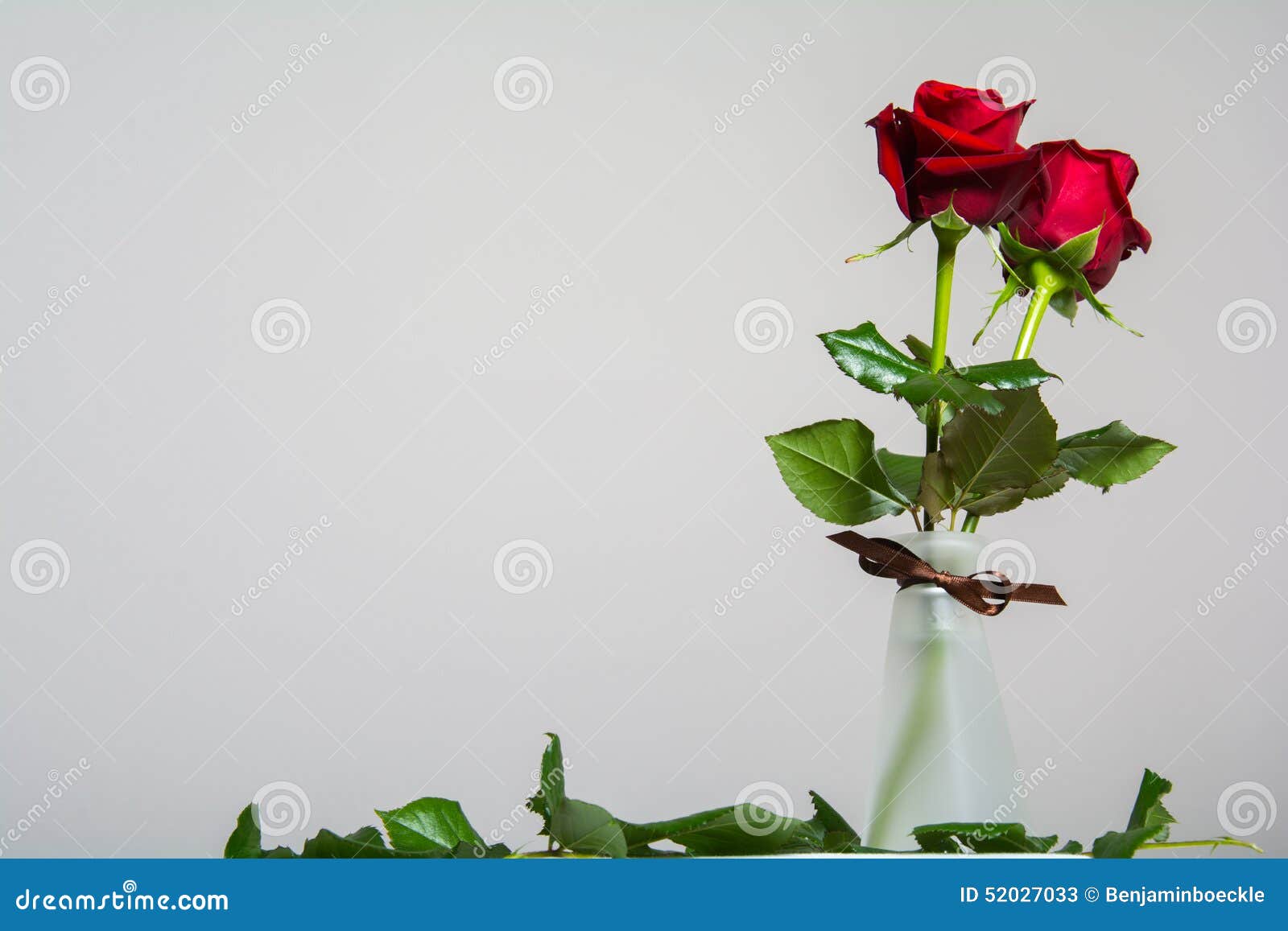 Red Roses on Blank Background with Space for Text Stock Image - Image ...