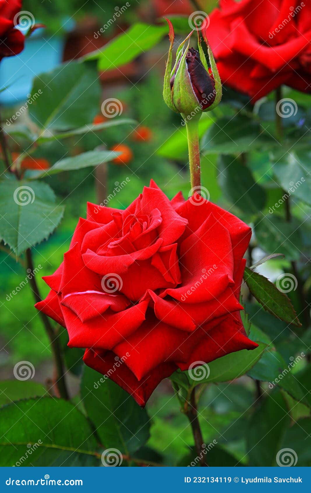 Red Roses Bloom Beautifully in Summer Stock Image - Image of bloom ...