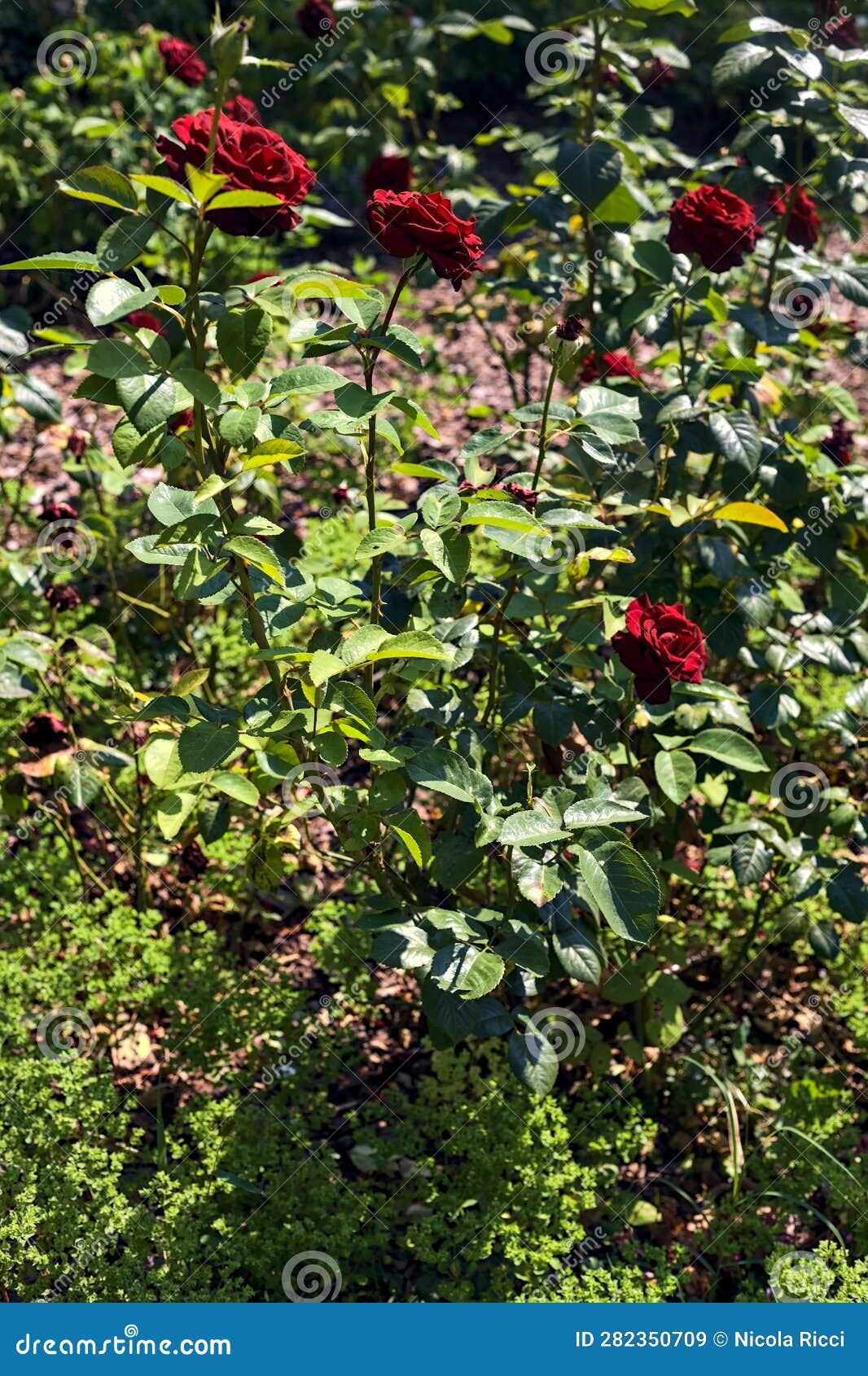 Red Roses in Bloom in a Bush on a Sunny Day Stock Image - Image of ...