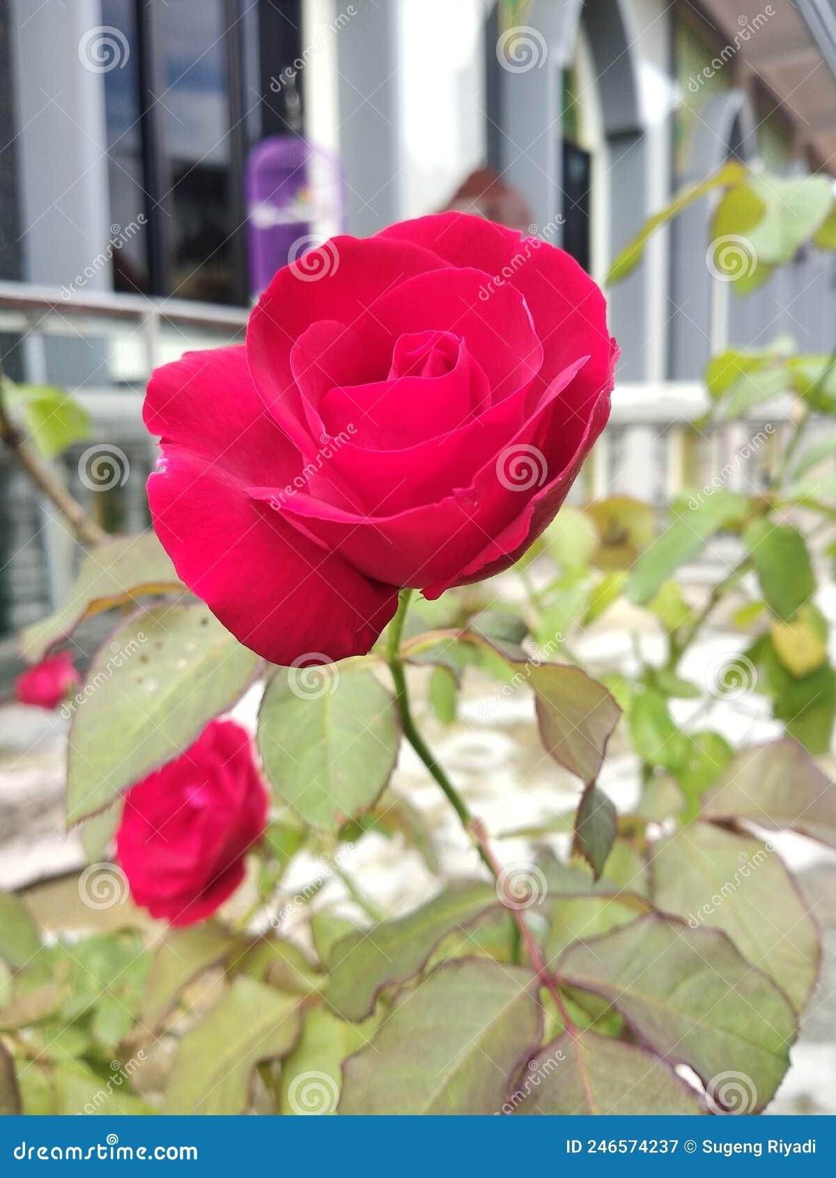 Red rose in bloom stock image. Image of rose, bloom - 246574237