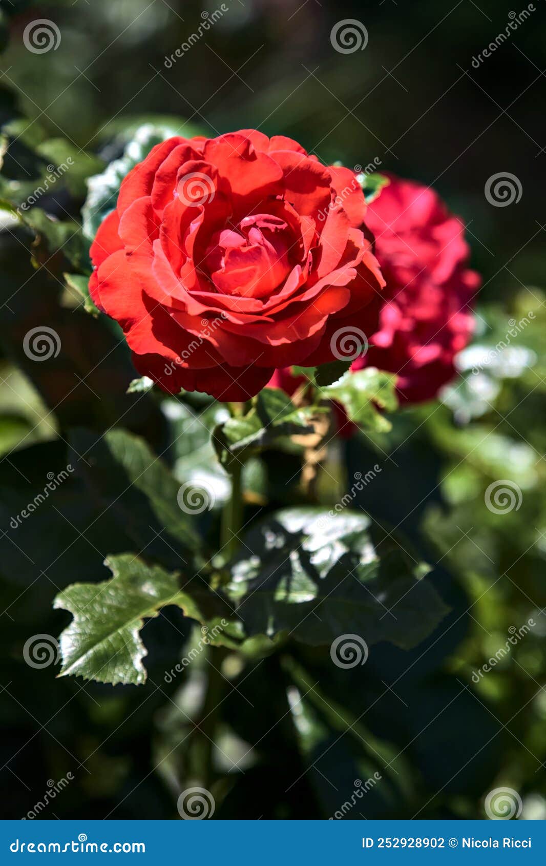 Red Roses in Bloom on a Sunny Day Seen Up Close Stock Photo - Image of ...