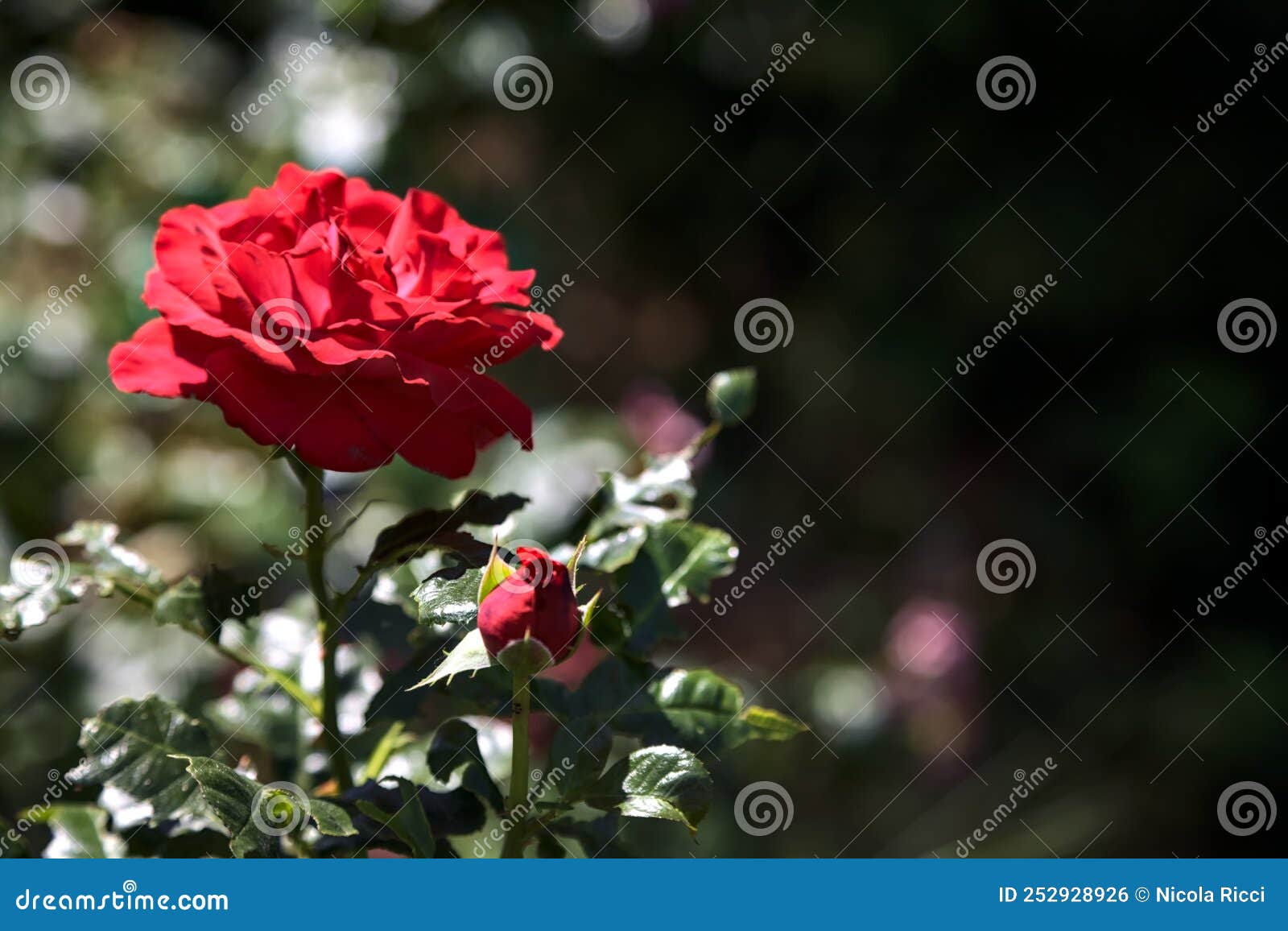 Red Roses in Bloom on a Sunny Day Seen Up Close Stock Photo - Image of ...