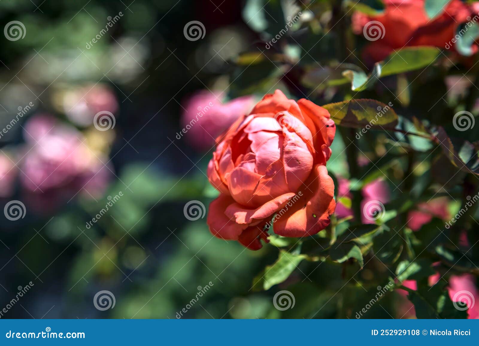 Red Roses in Bloom on a Sunny Day Seen Up Close Stock Photo - Image of ...
