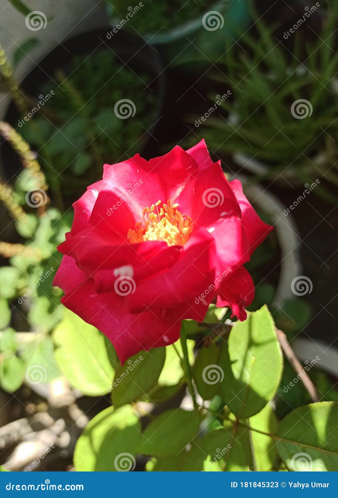 Red roses are blooming stock image. Image of blooming - 181845323