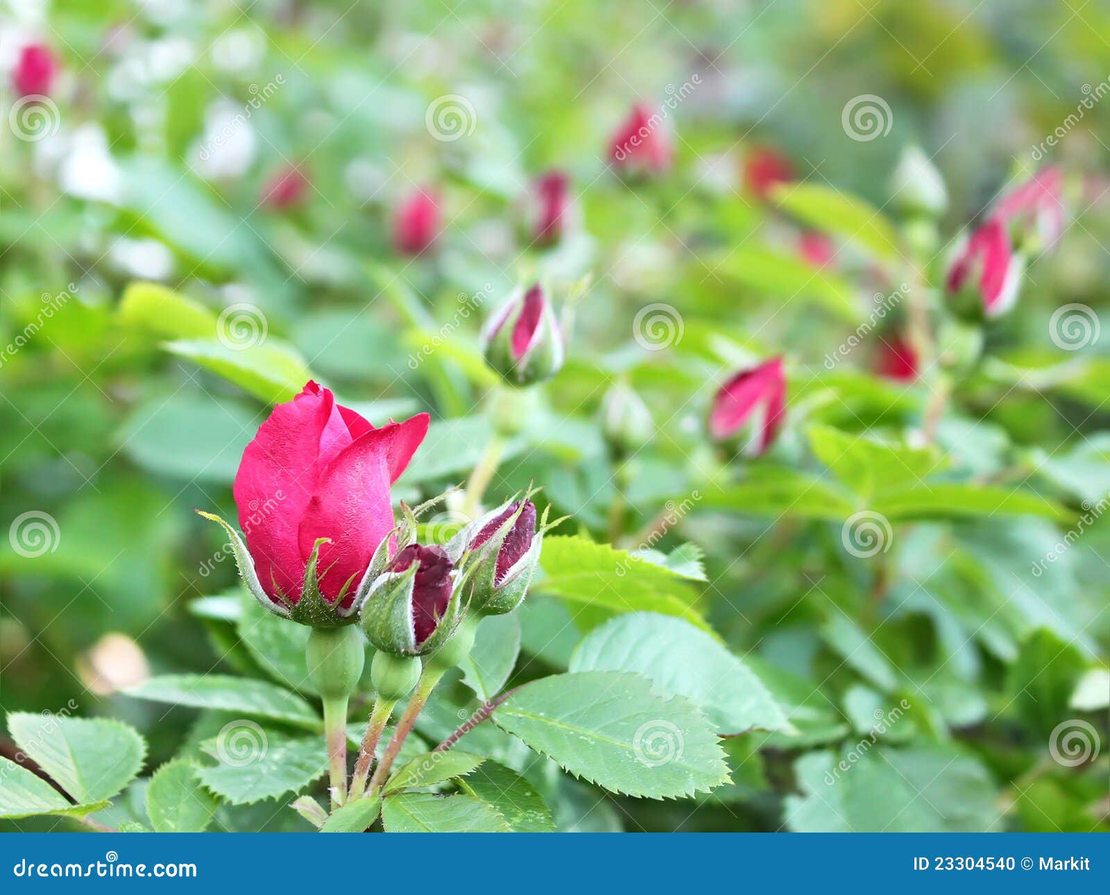 Red roses blooming stock photo. Image of flower, colours - 23304540