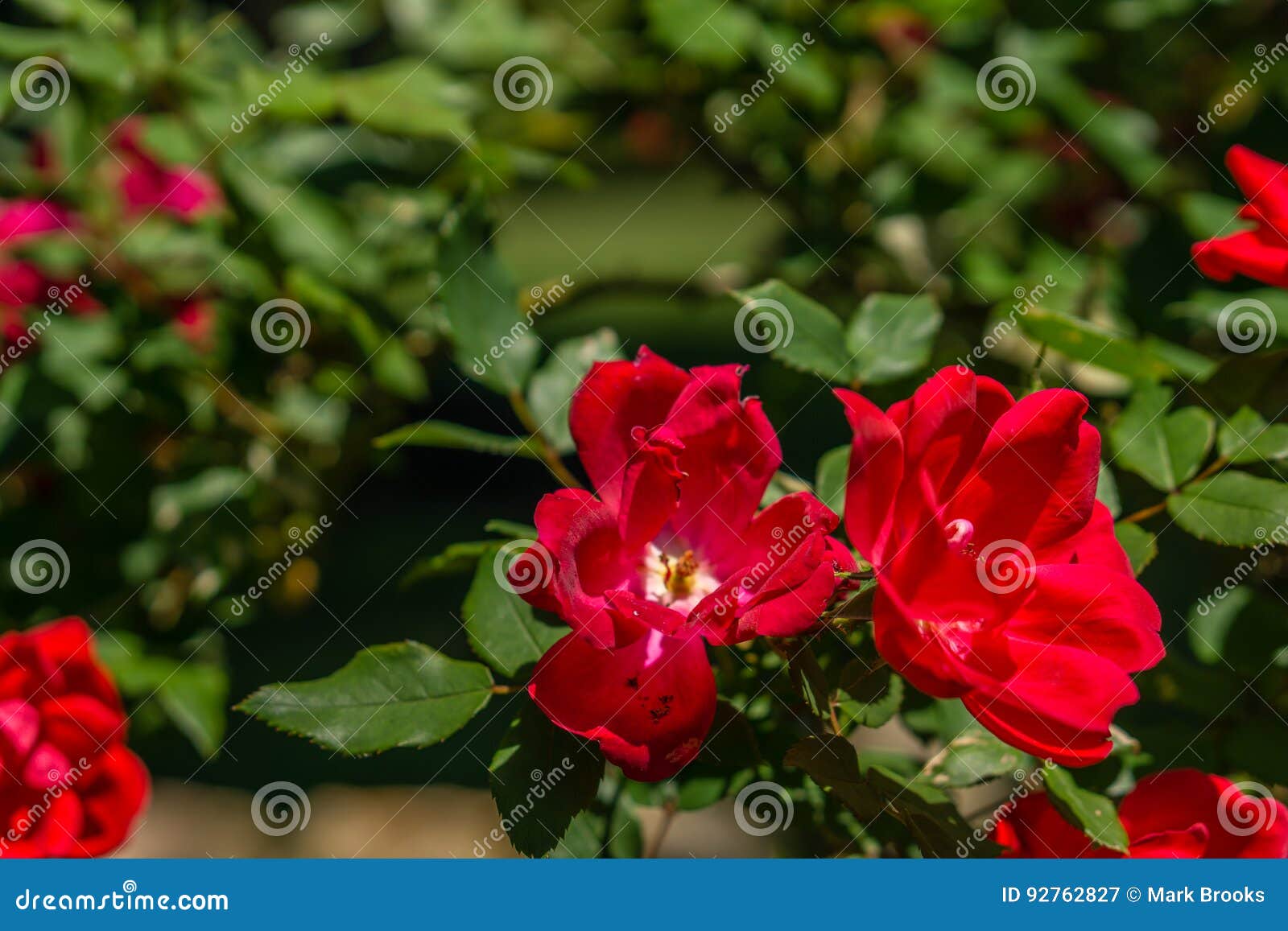 Red Roses Blooming in the Spring Time Stock Image - Image of gardening ...