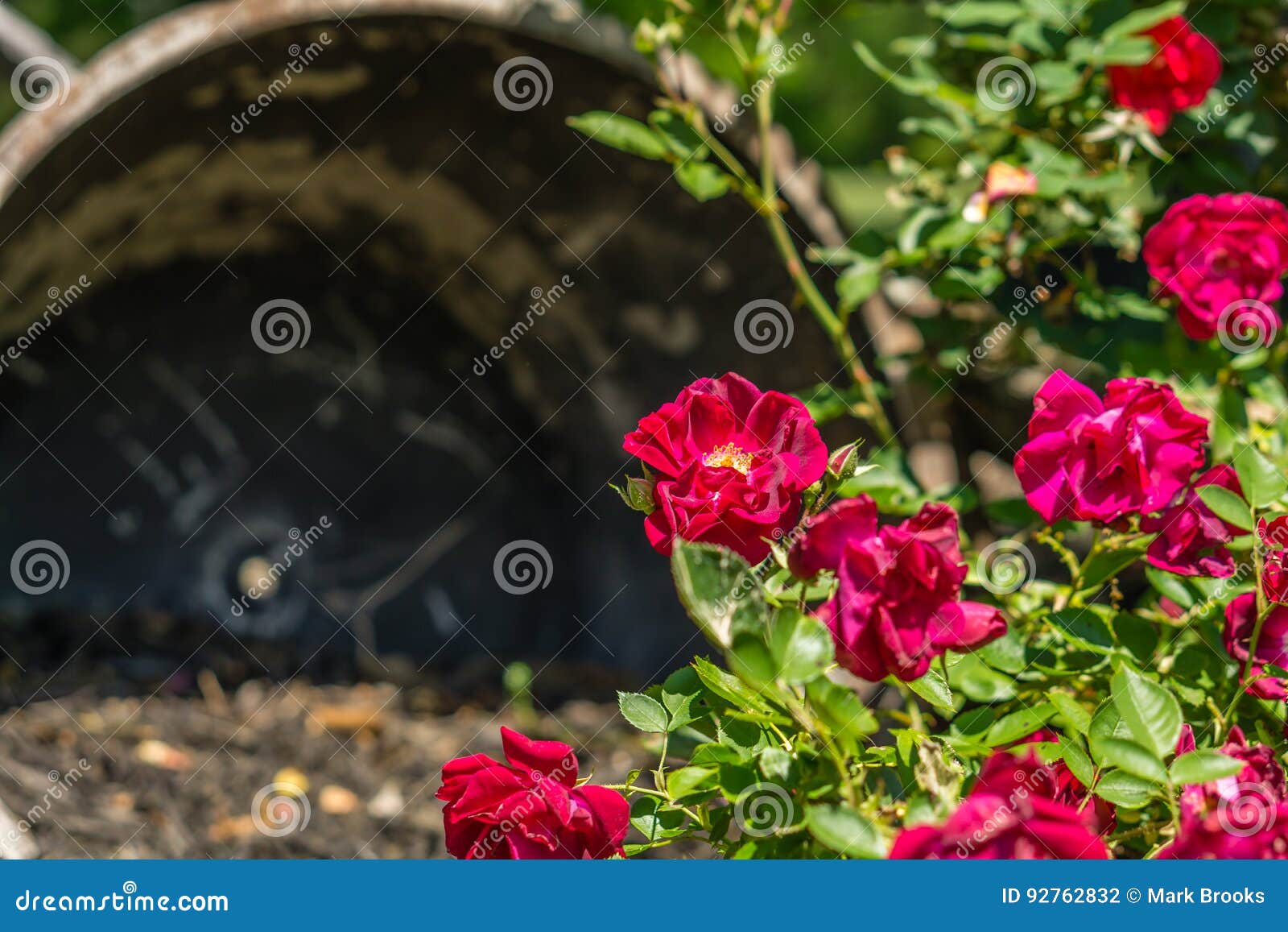Red Roses Blooming in the Spring Time Stock Photo - Image of life ...