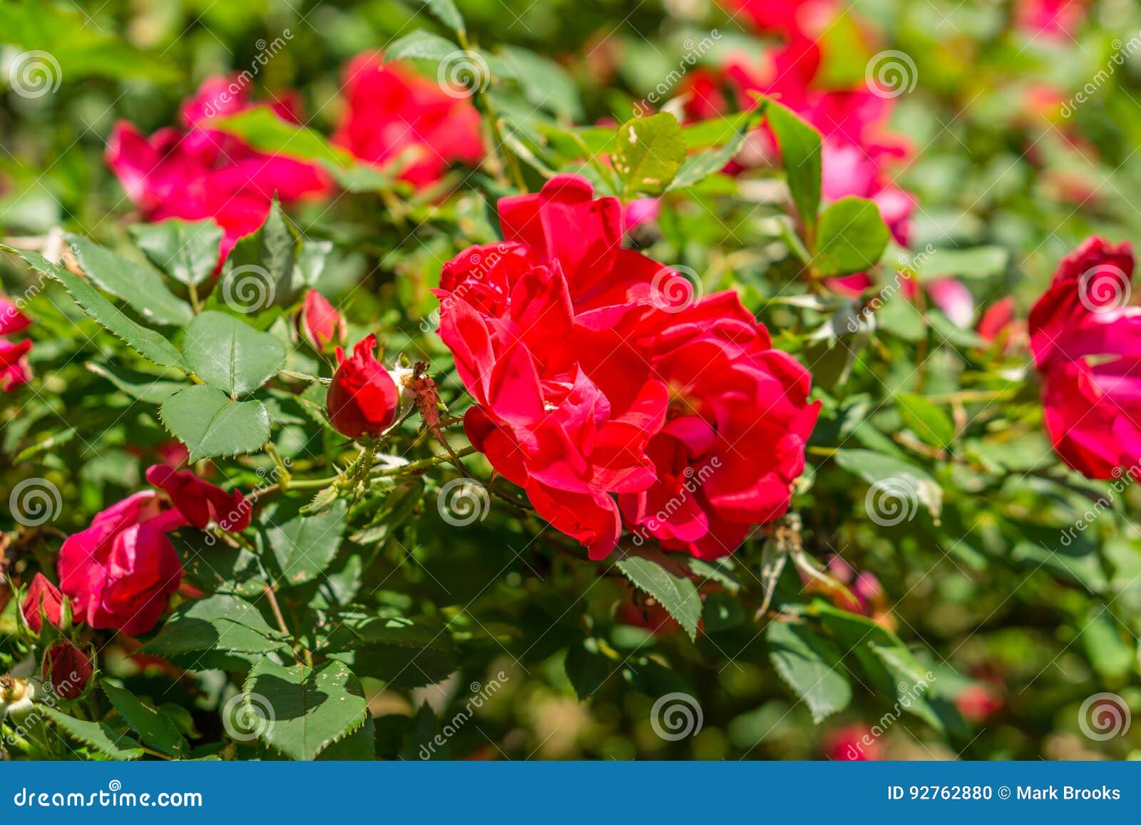 Red Roses Blooming in the Spring Time Stock Photo - Image of botany ...