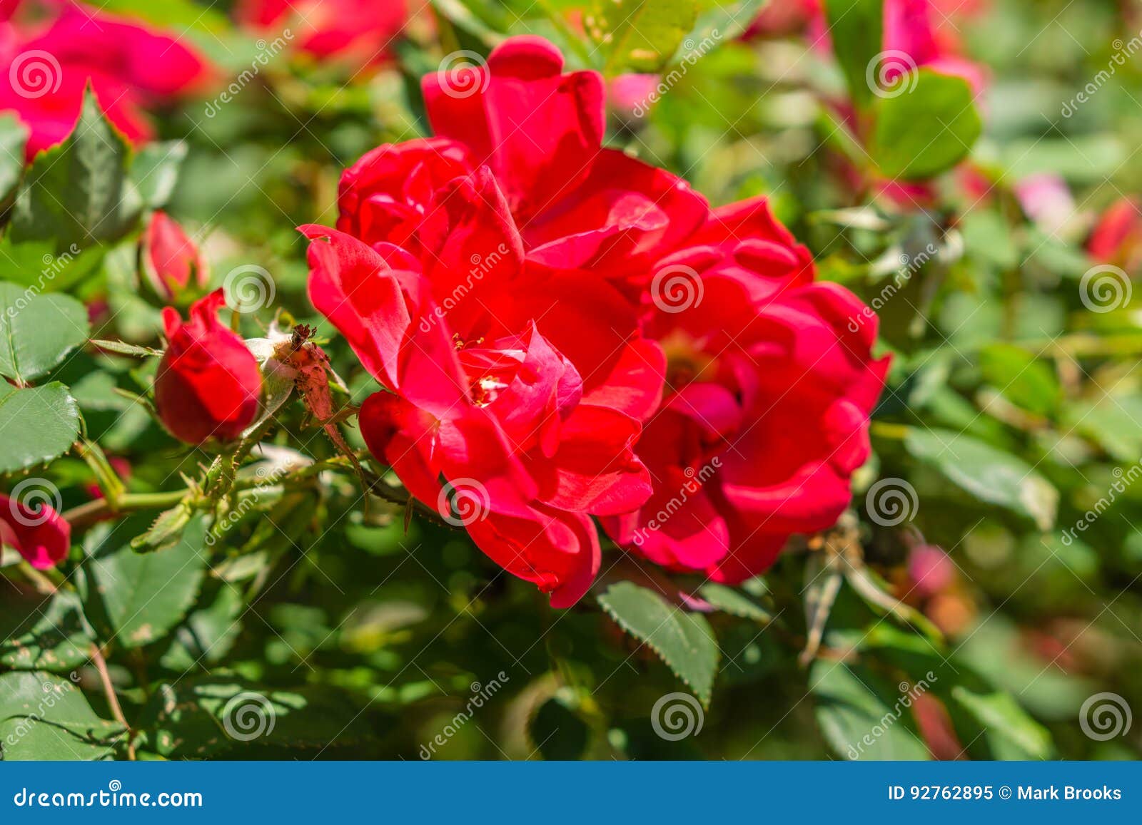 Red Roses Blooming in the Spring Time Stock Image - Image of floral ...