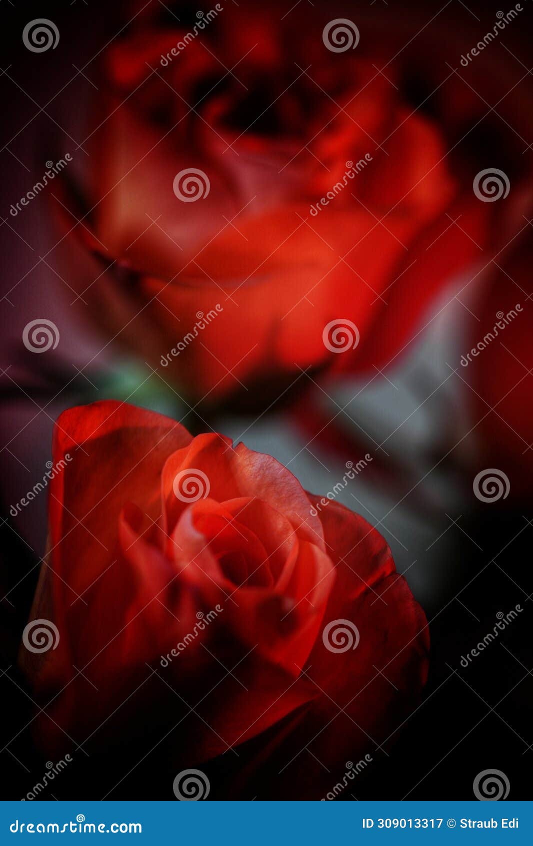 Two red roses in blossom stock image. Image of flowers - 309013317