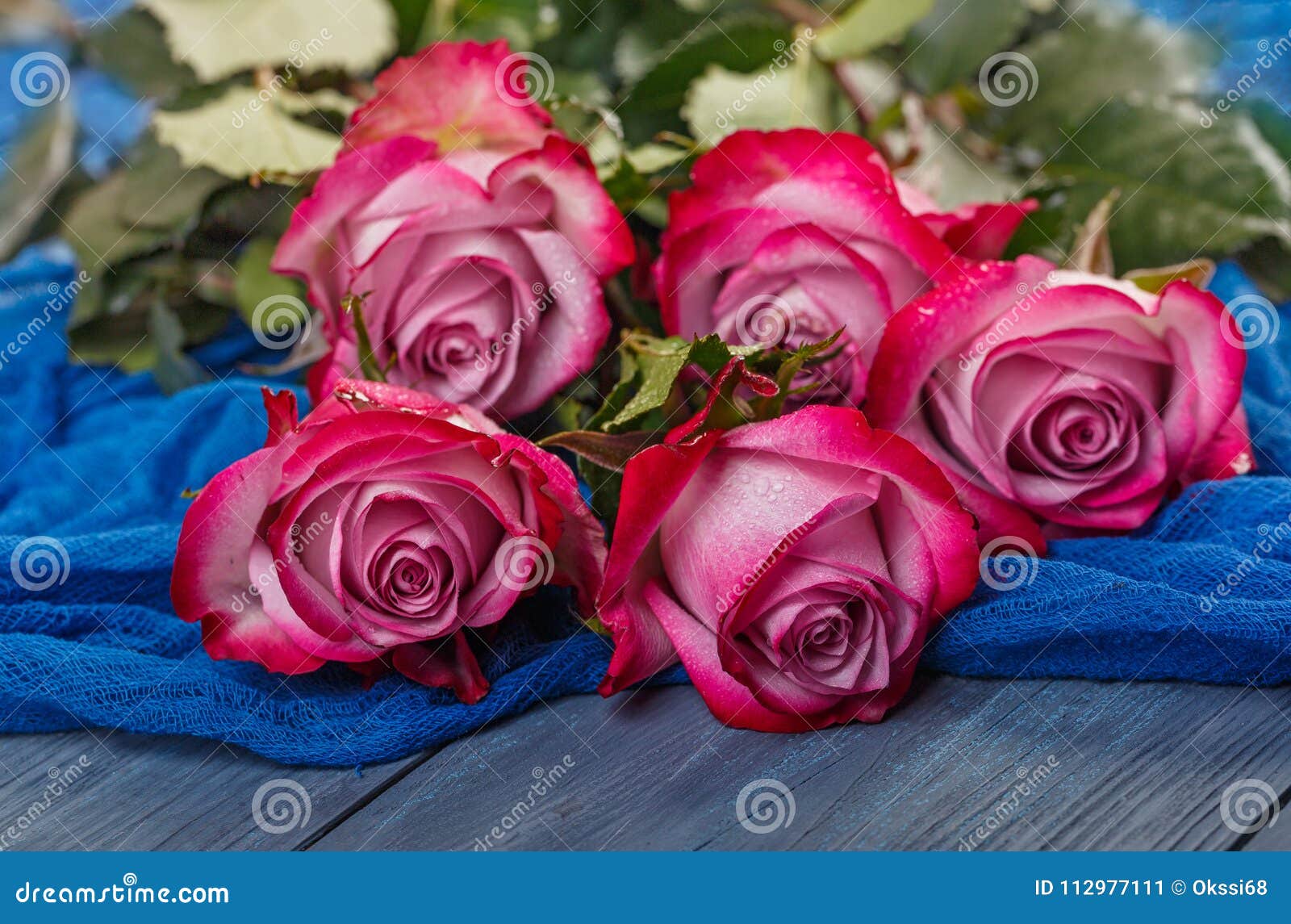Red Roses on a Blue Background Stock Image - Image of spring, gift ...