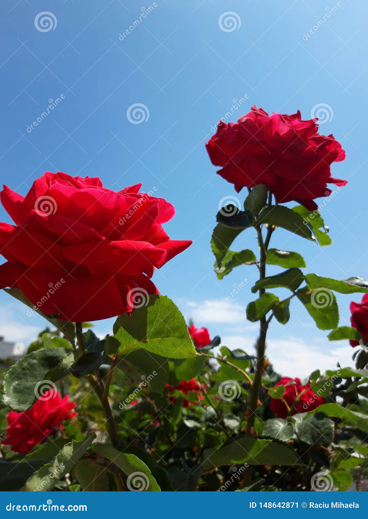 Red Roses on Blue Sky Background Stock Image - Image of petal, spring ...