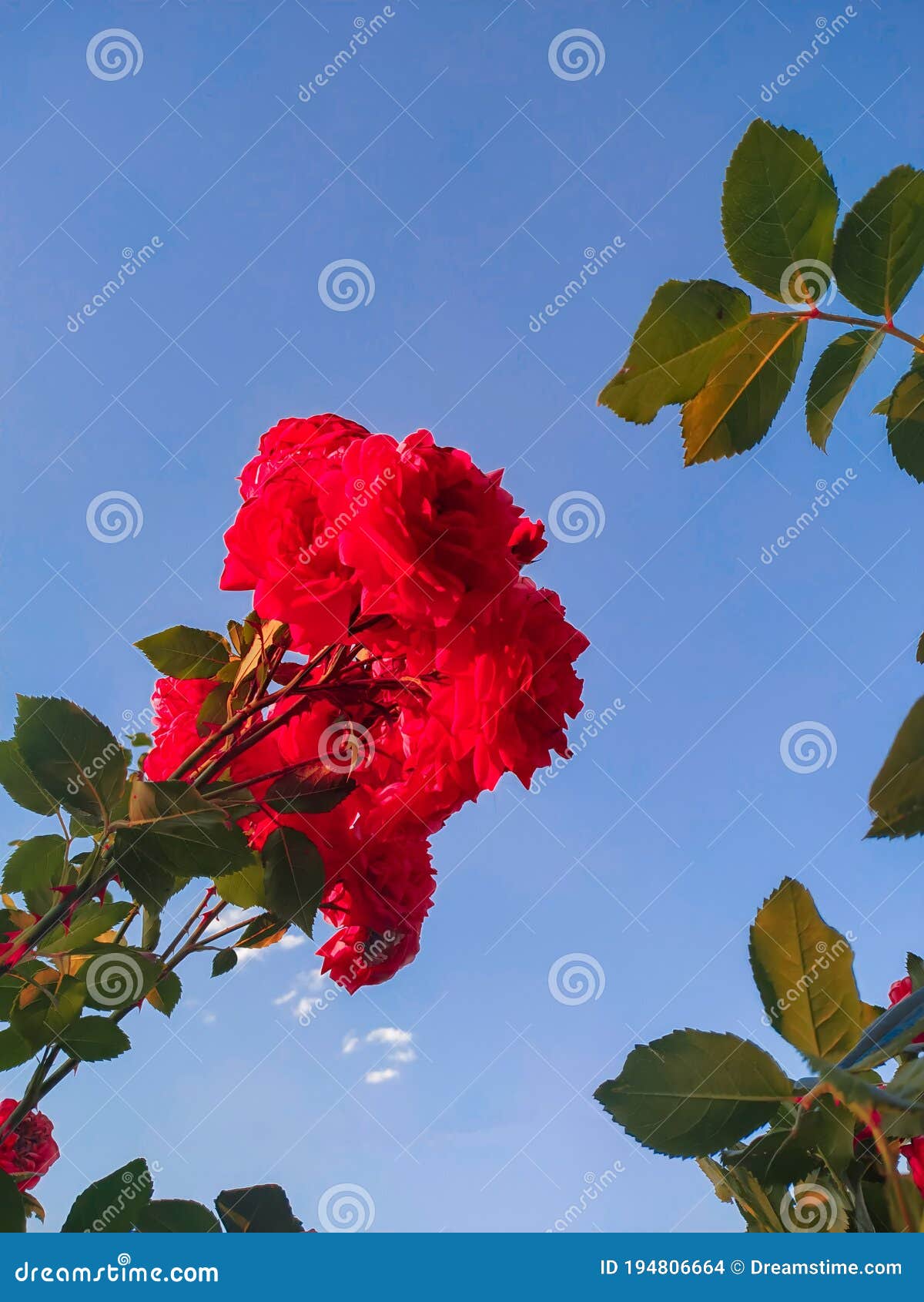 Red Roses on a Blue Sky Background Stock Photo - Image of wildflower ...