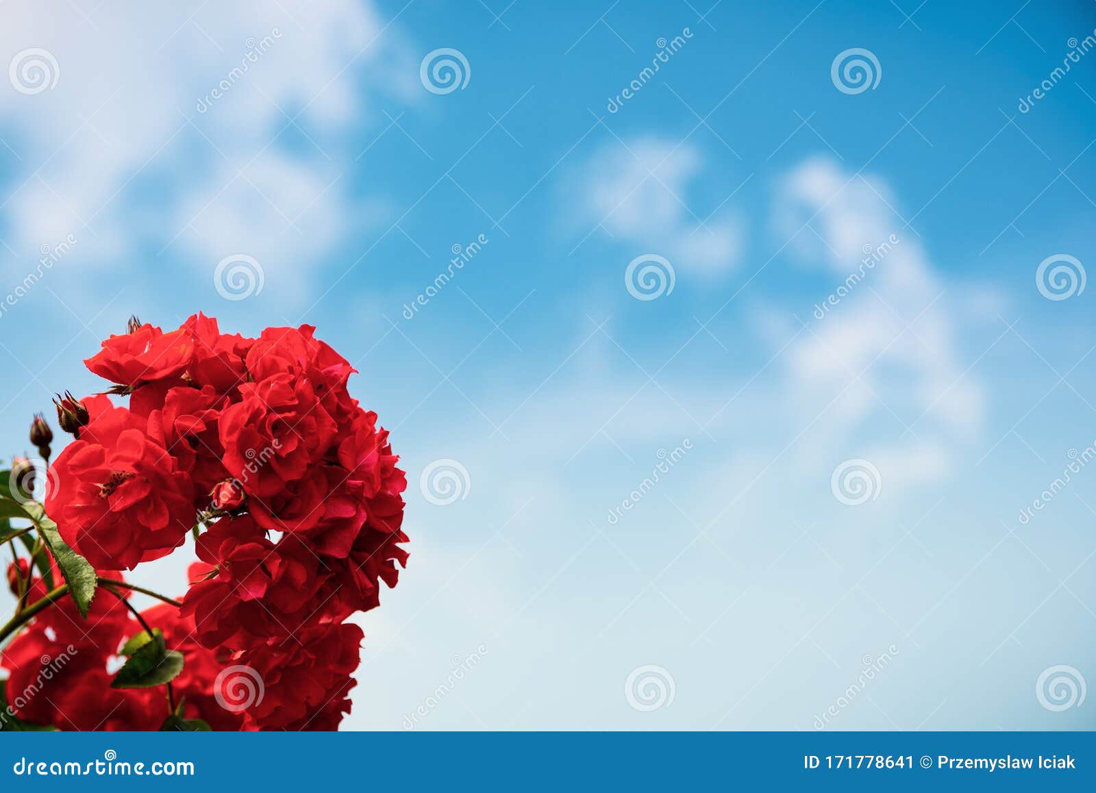 Red roses on blue sky stock image. Image of leaf, beautiful - 171778641