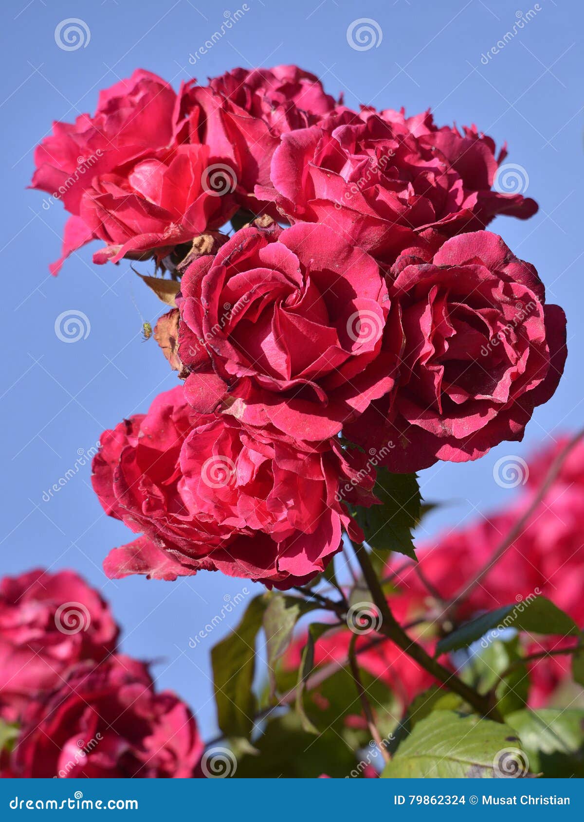 Red roses on blue sky stock photo. Image of season, rose - 79862324