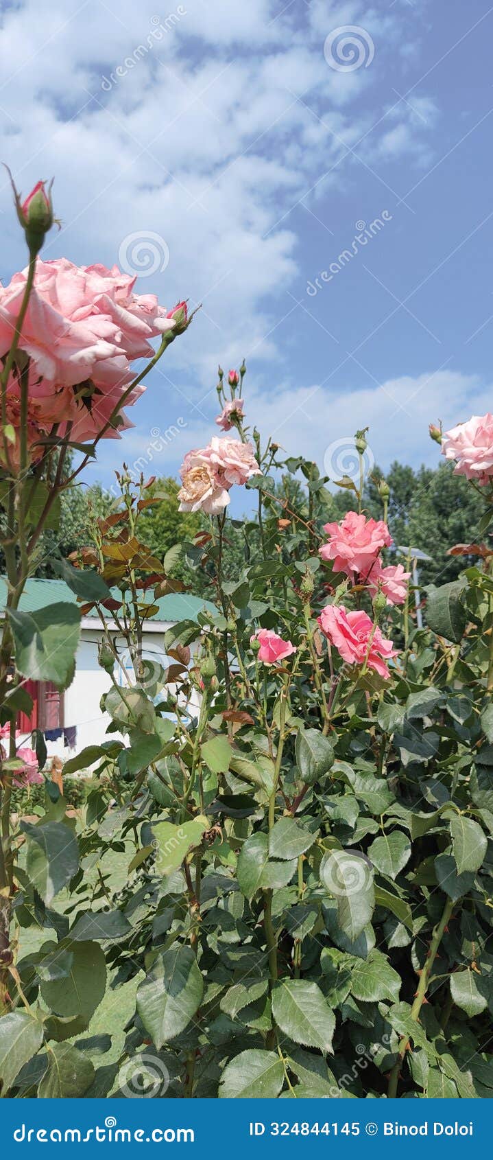 Red Roses and Blue Sky and Cloud Stock Image - Image of roses, cloud ...