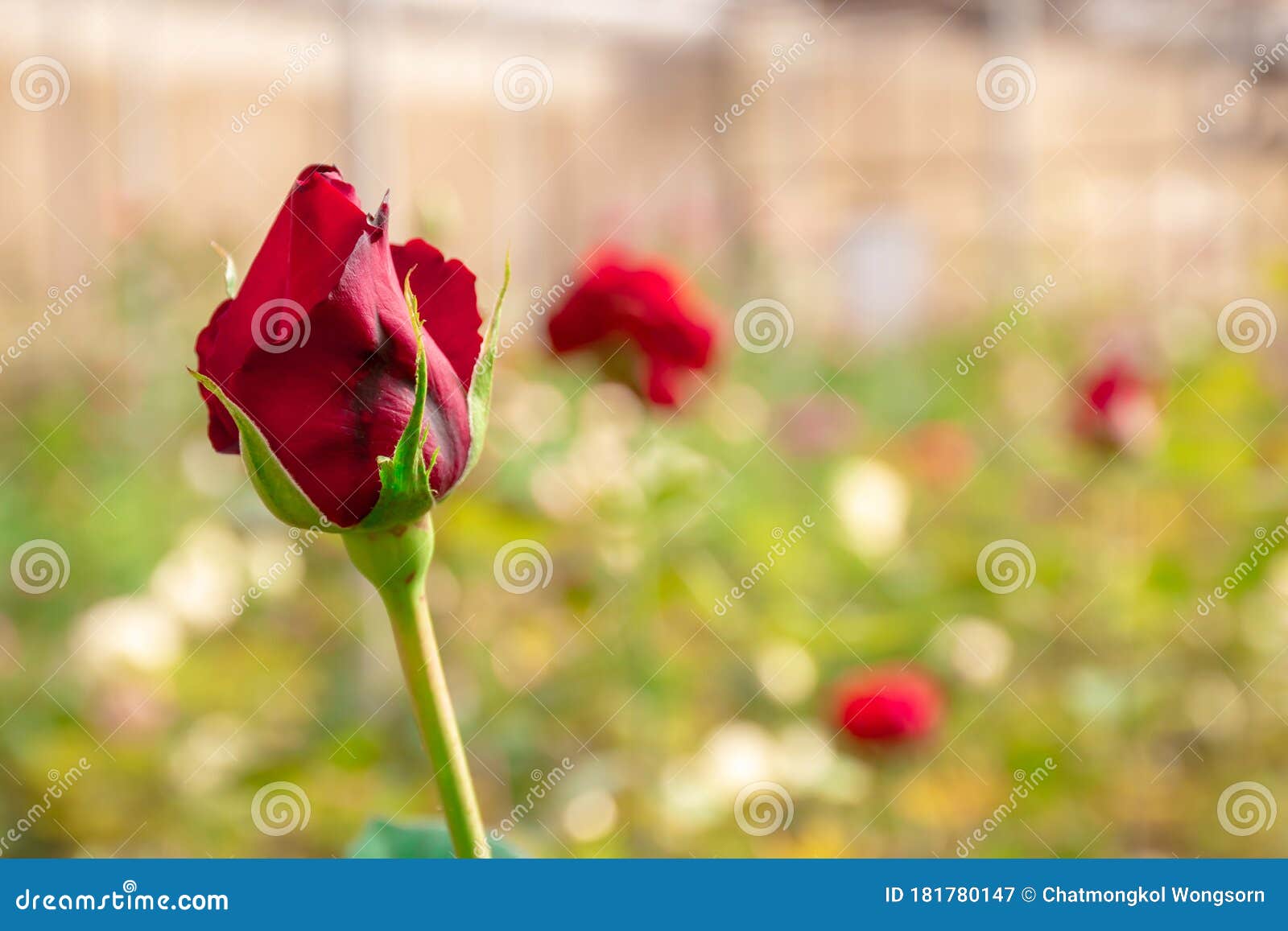 Red rose,represent of love stock image. Image of fresh - 181780147