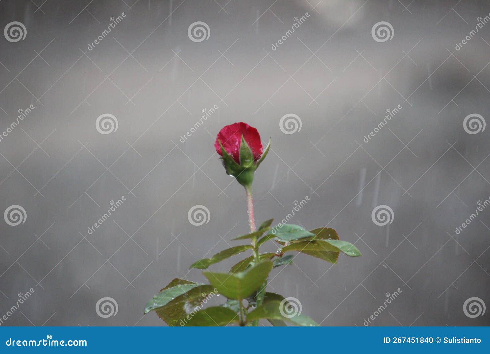 Red Roses with Blurry Rain Background Stock Photo - Image of beautiful ...