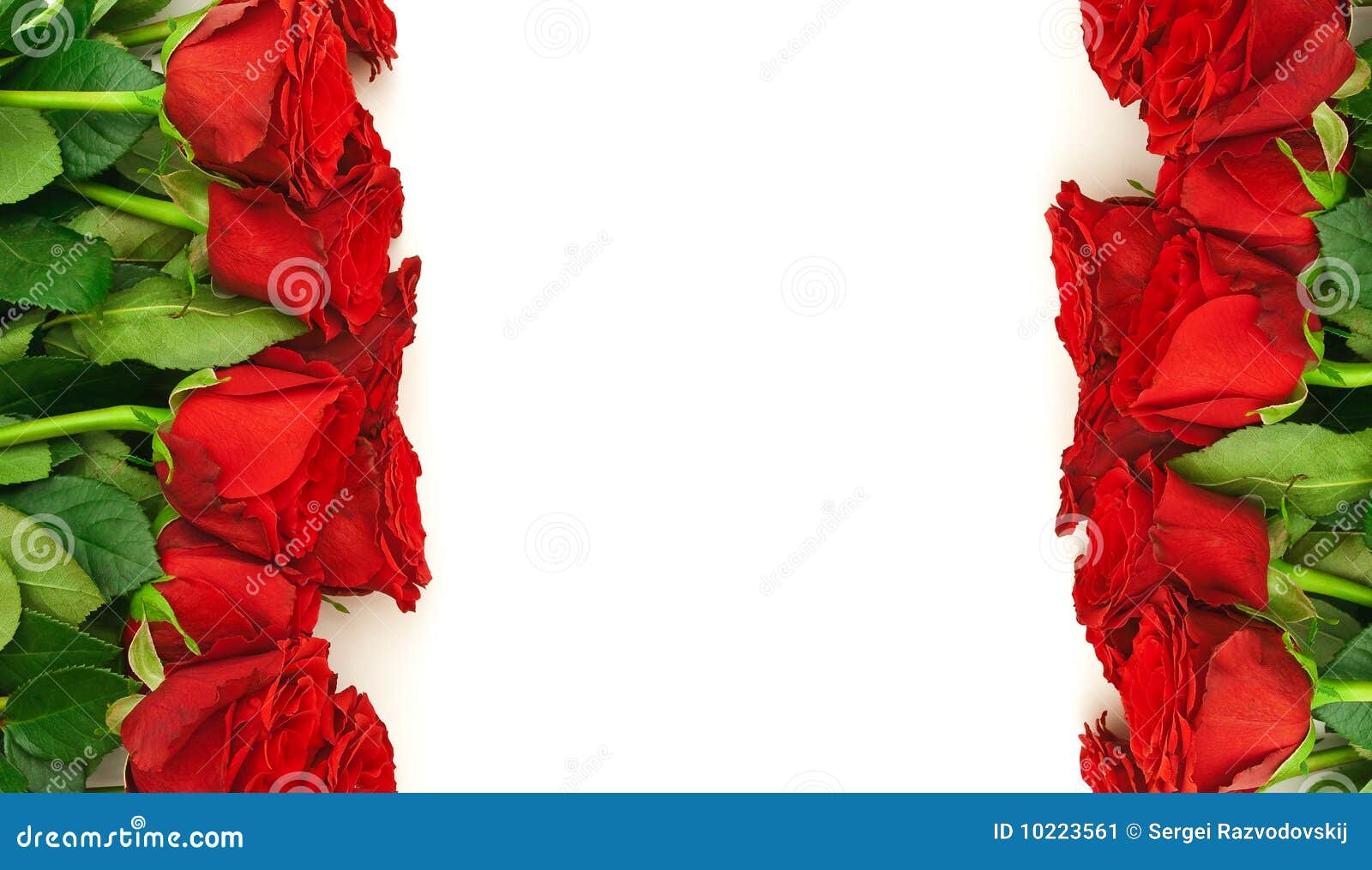 Red roses border stock image. Image of holiday, botany - 10223561