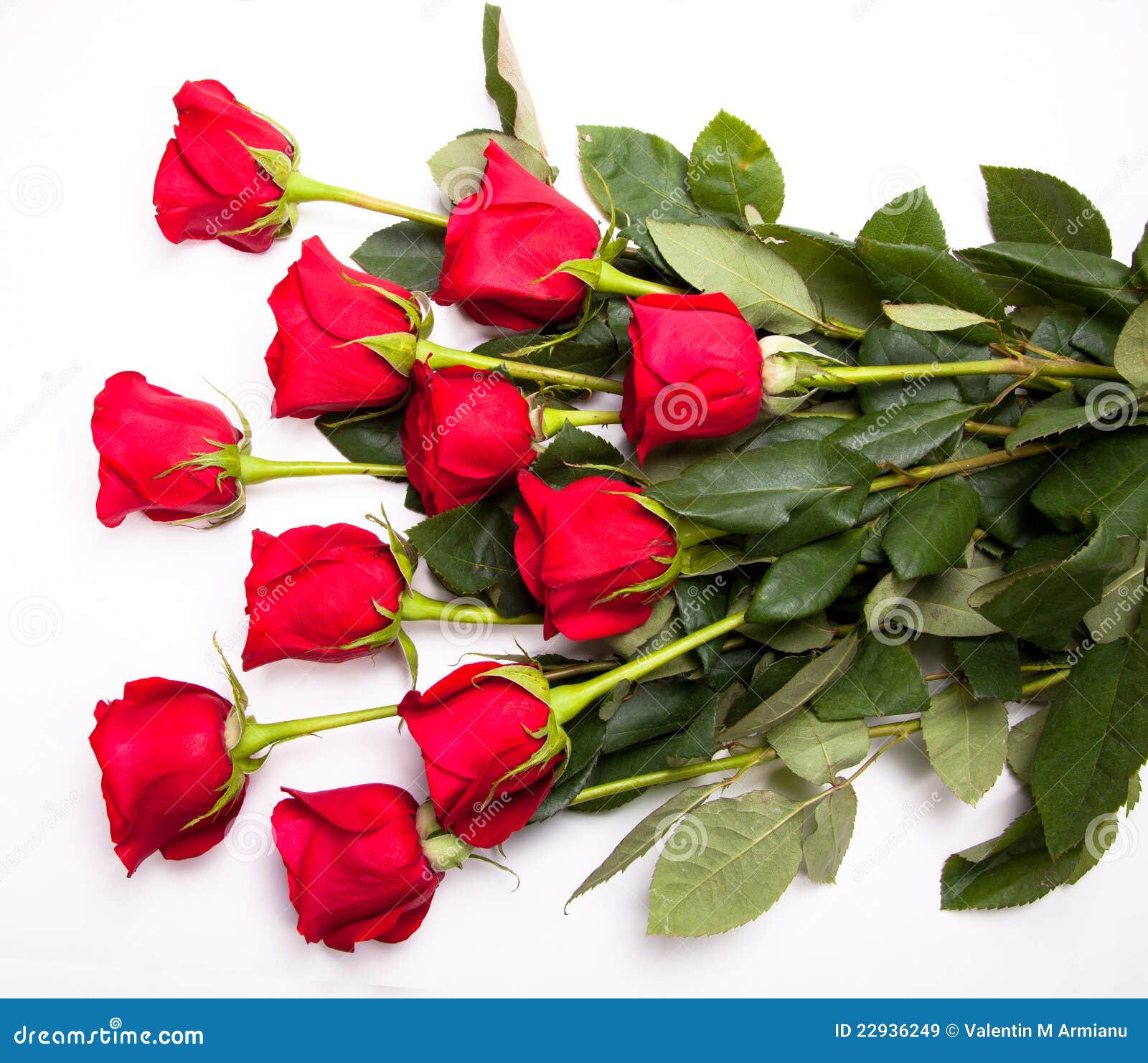 Red roses bouquet stock image. Image of white, valentine - 22936249