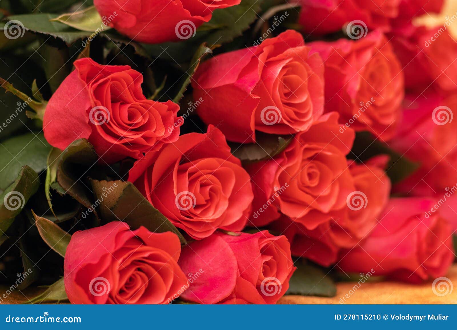 Red Roses. a Bouquet of Red Roses for Congratulating on the Holiday ...